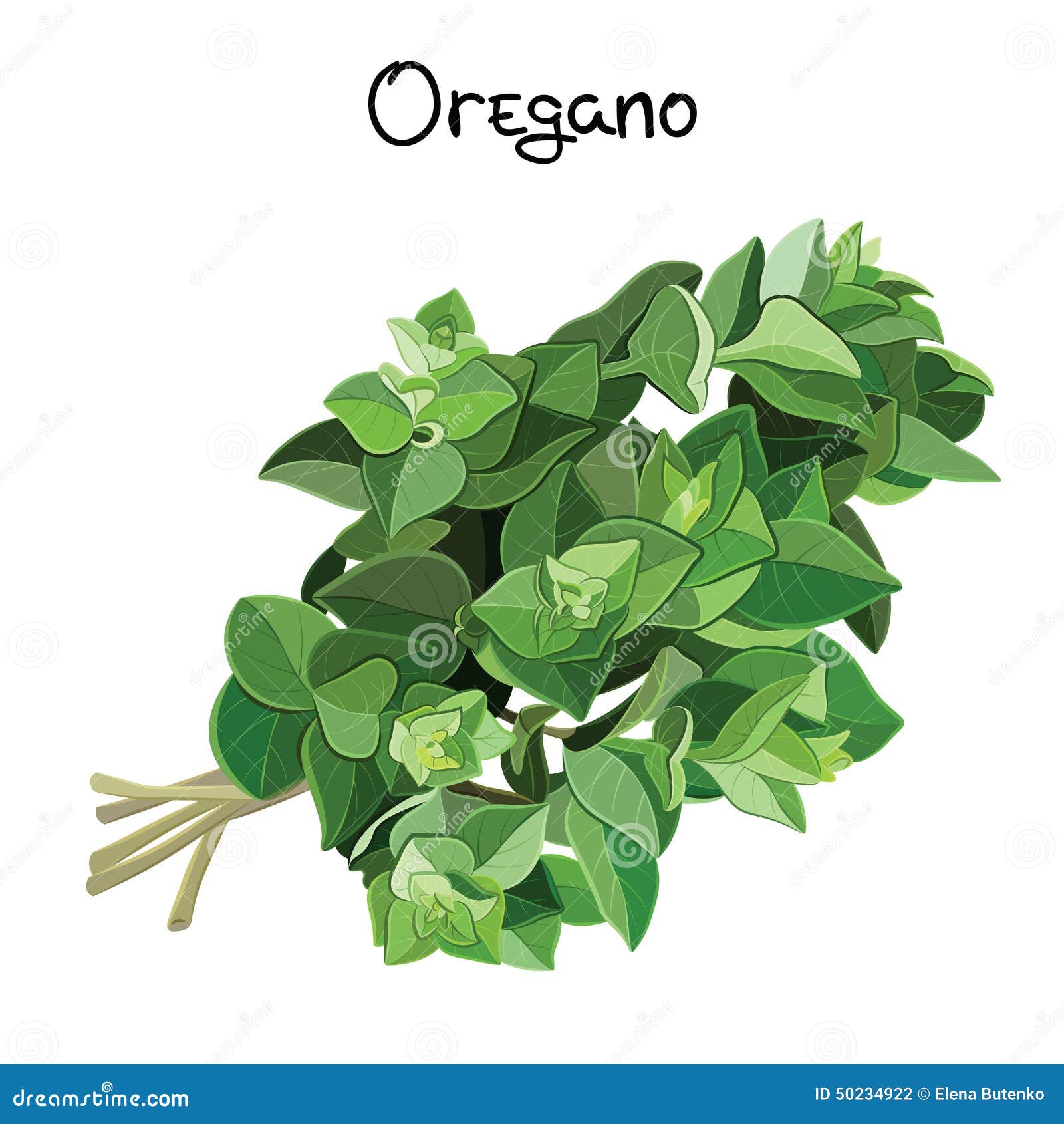 Oregano sprigs stock vector. Illustration of medicine - 50234922
