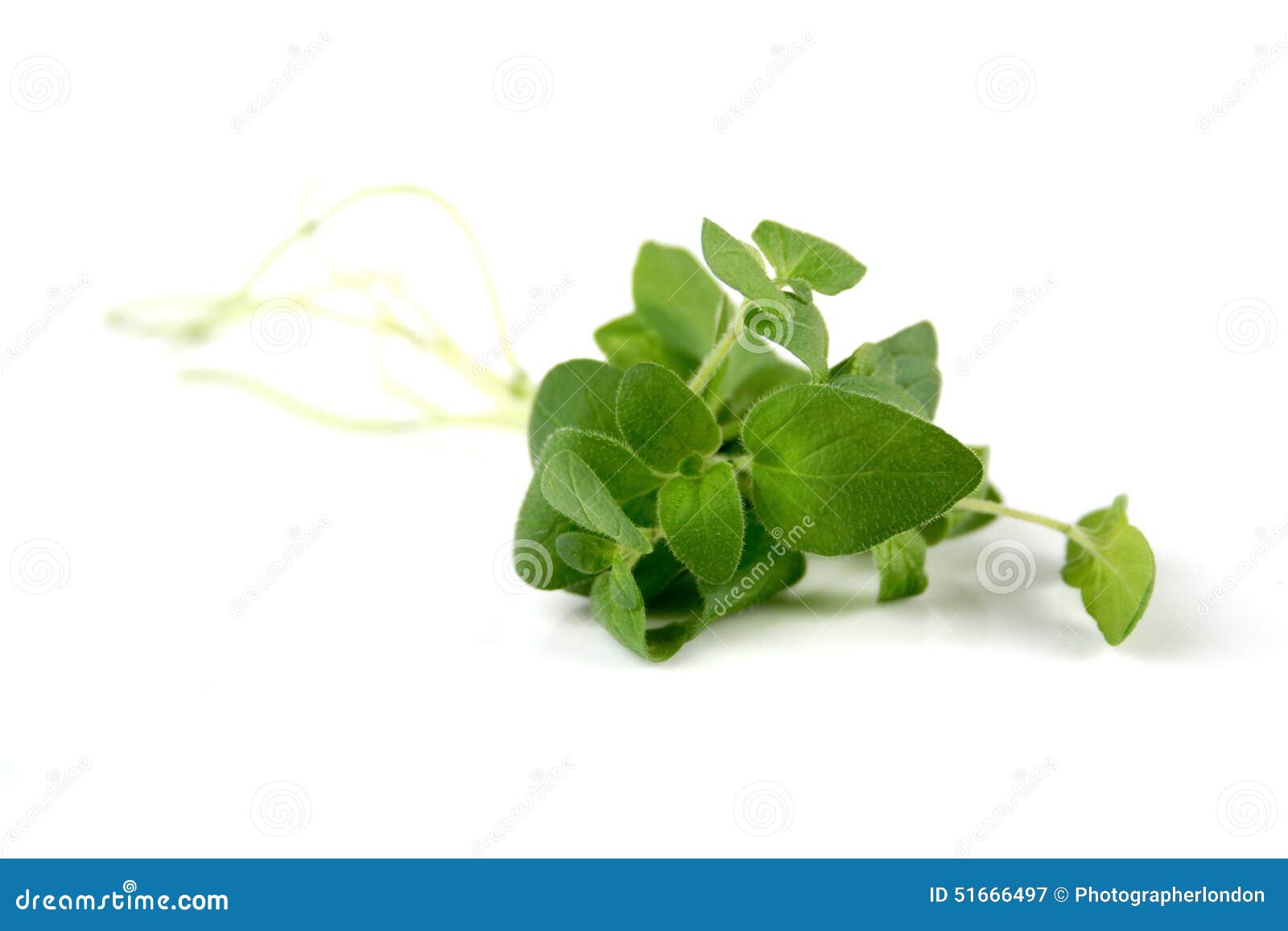 Oregano stock image. Image of fresh, leaf, flavor, nature - 51666497
