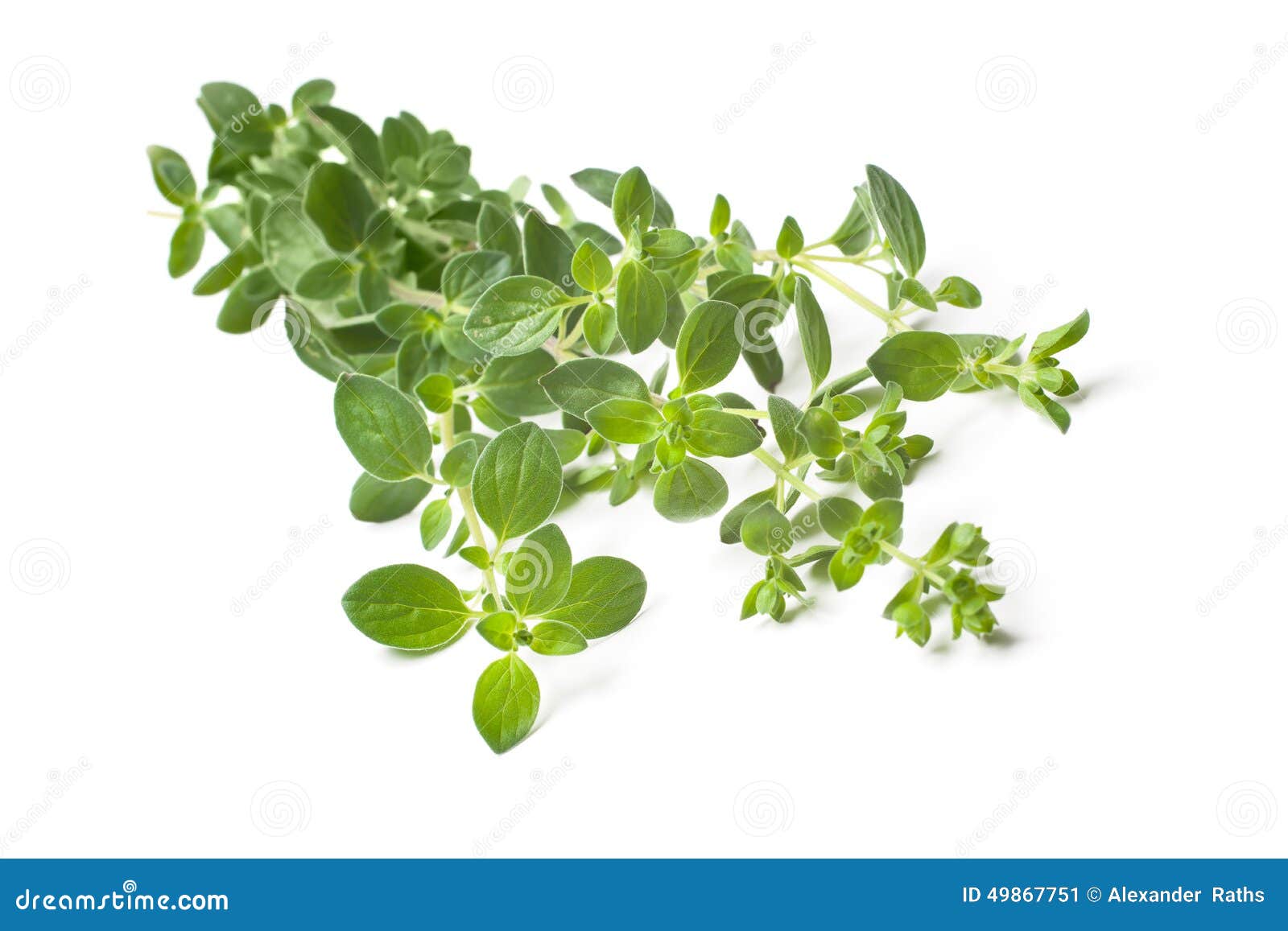 Oregano on a White Background Stock Image - Image of cooking ...