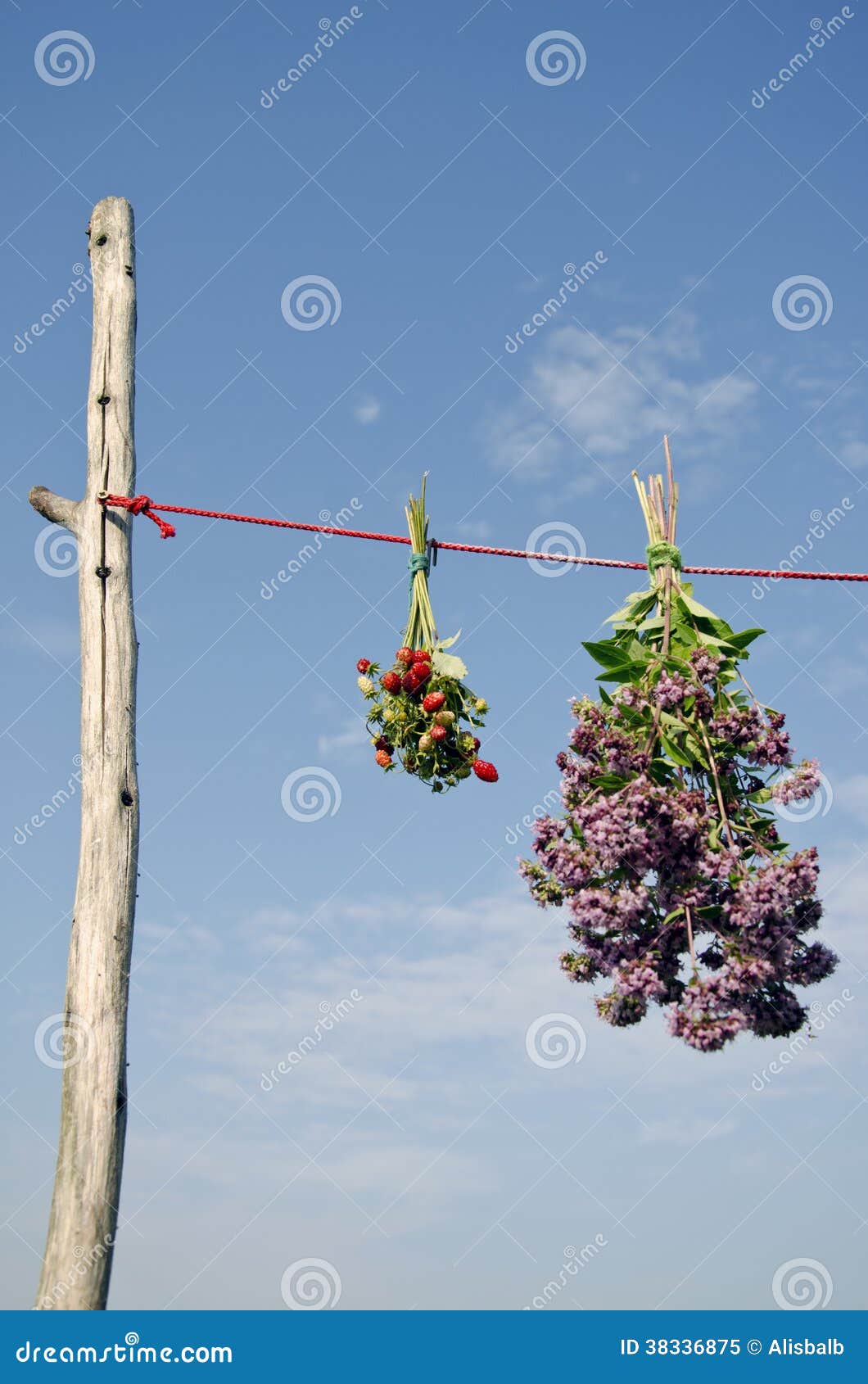 Oregano and Wild Strawberry Bunch on Red Clothes String Stock Image ...