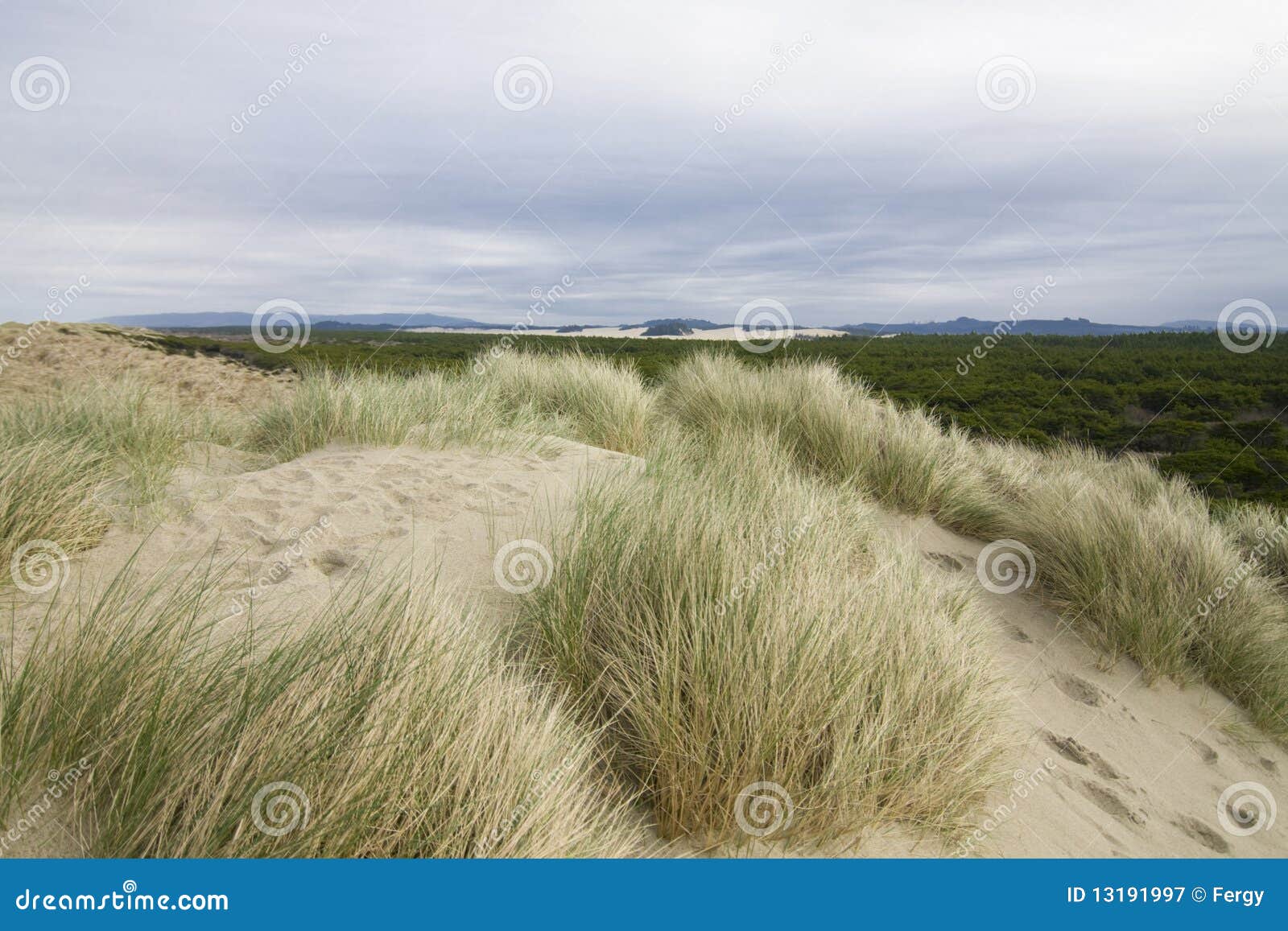 Oregon Beach grass stock image. Image of nature, beige - 13191997