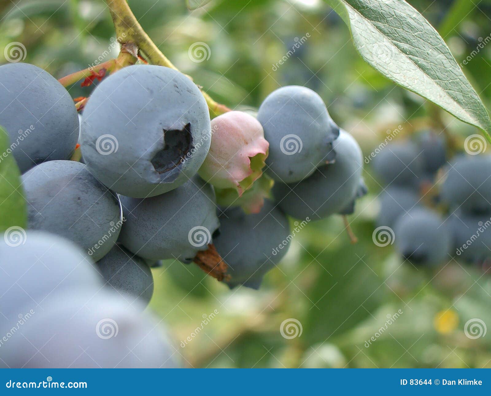 Oregon Blue Berries stock photo. Image of food, summertime - 83644