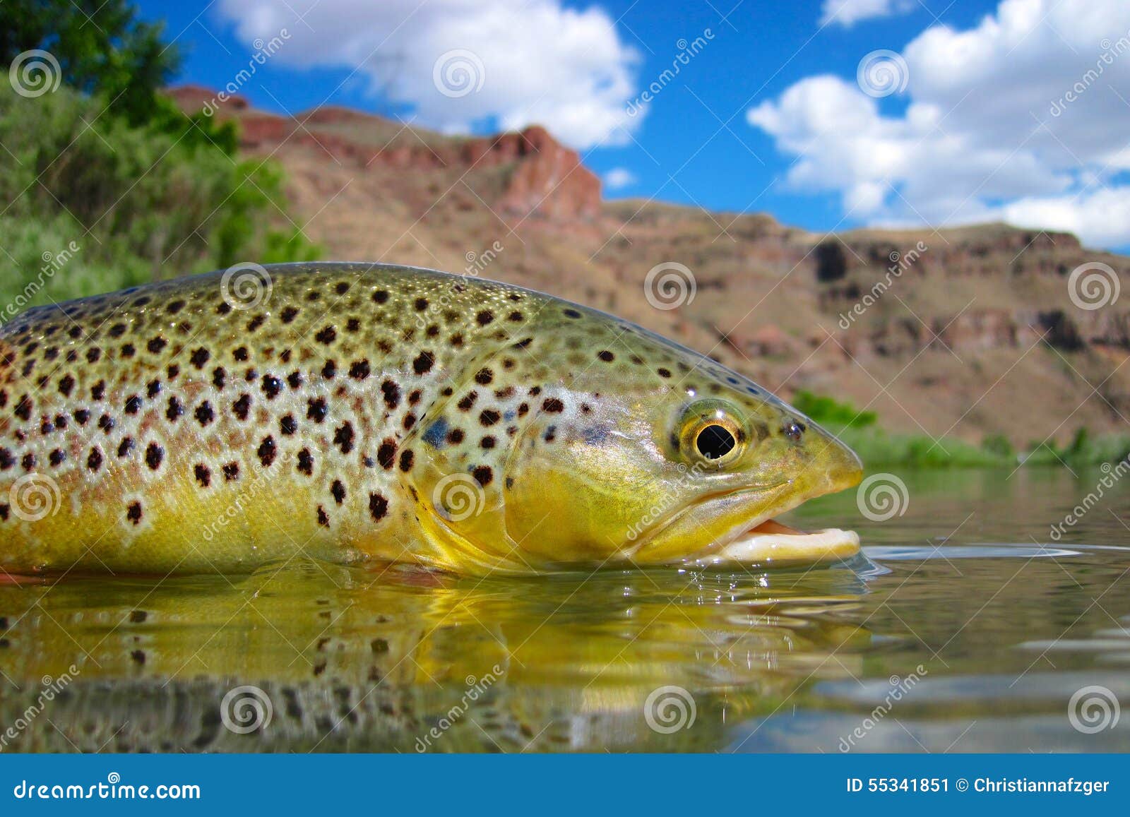 Oregon Brown Trout Stock Photos - Free & Royalty-Free Stock Photos from ...