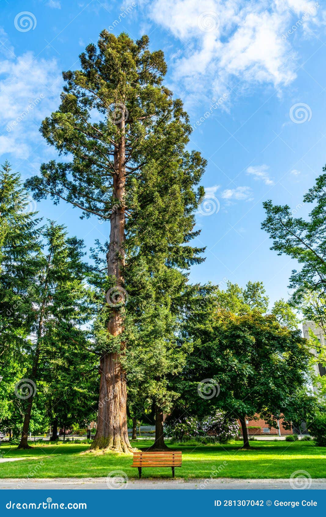 Oregon Capitol Tree stock photo. Image of oregon, nature - 281307042