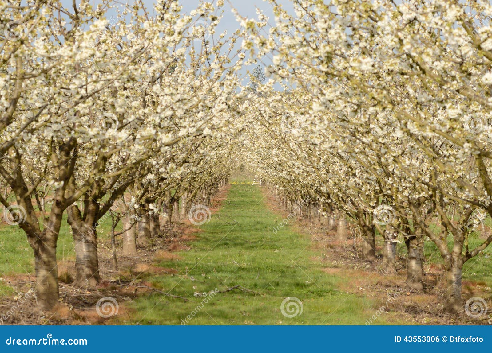 Oregon Cherries stock photo. Image of colorful, blossom - 43553006