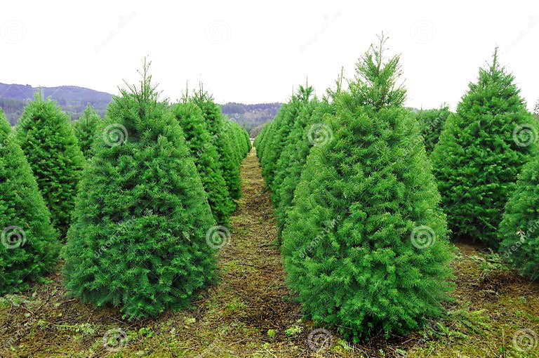 Oregon Christmas Tree Farm stock photo. Image of grass - 12286146