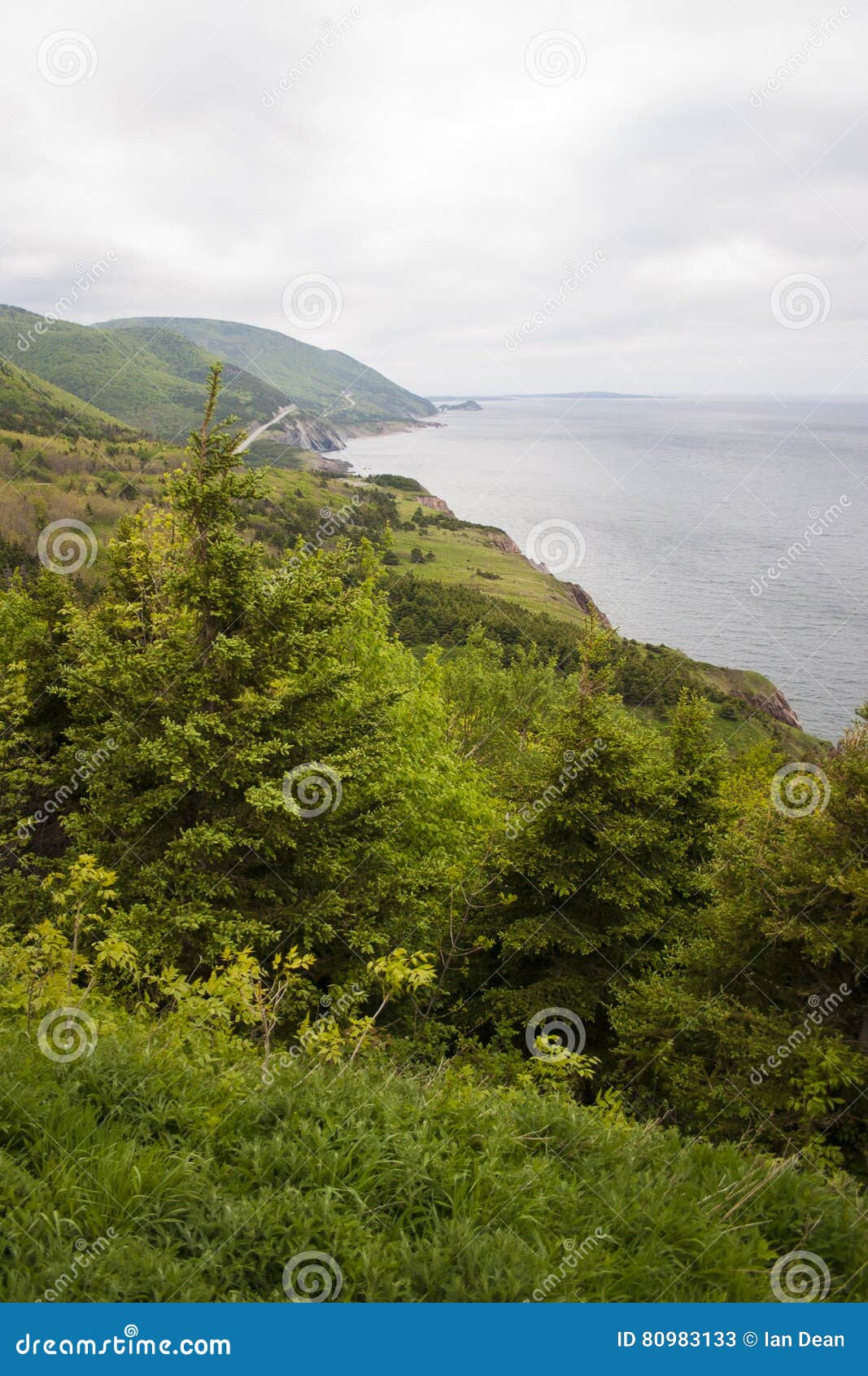 Oregon Coast stock image. Image of forest, trees, coastal - 80983133