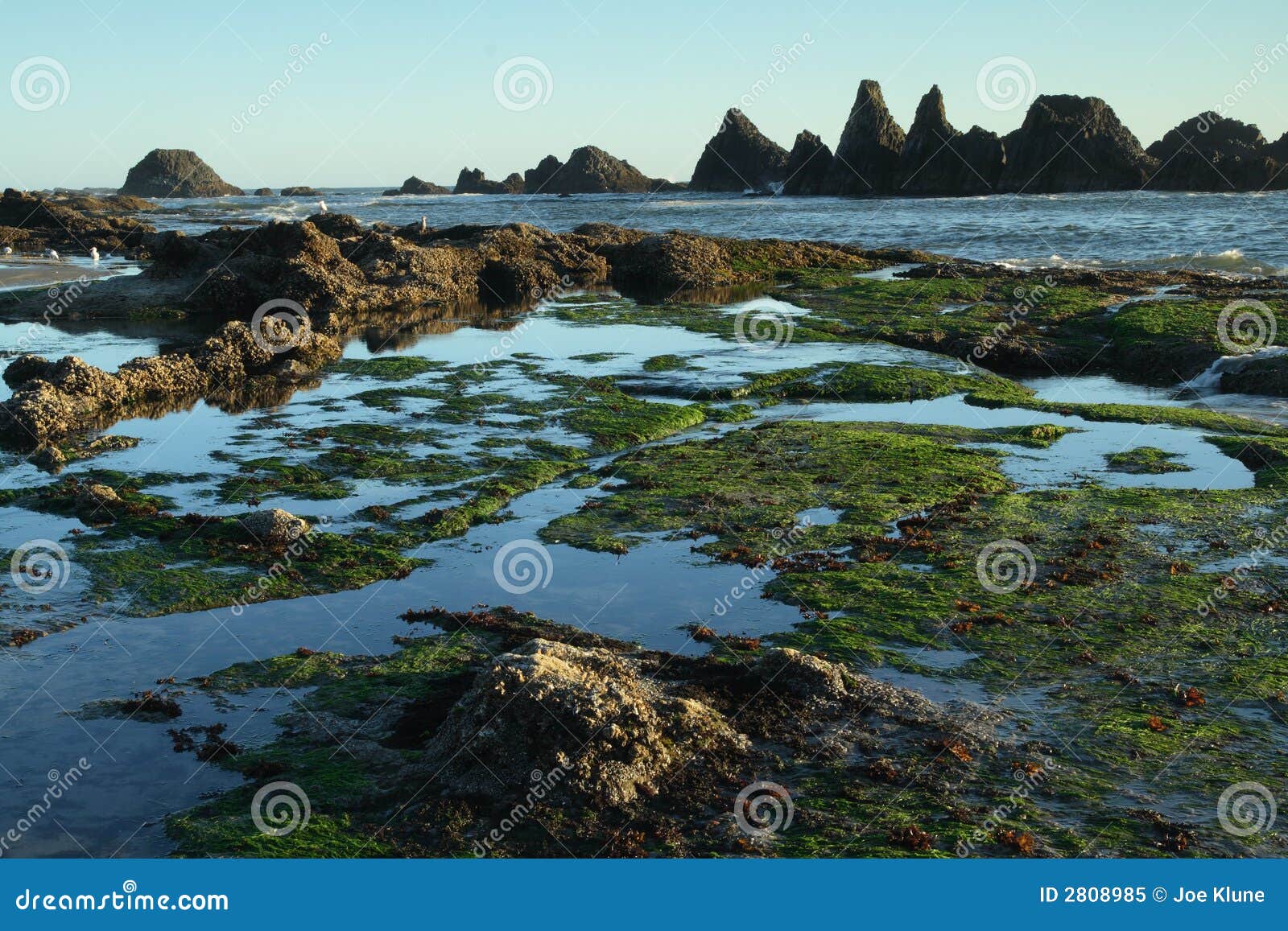Oregon coast portraits stock image. Image of trees, weed - 2808985