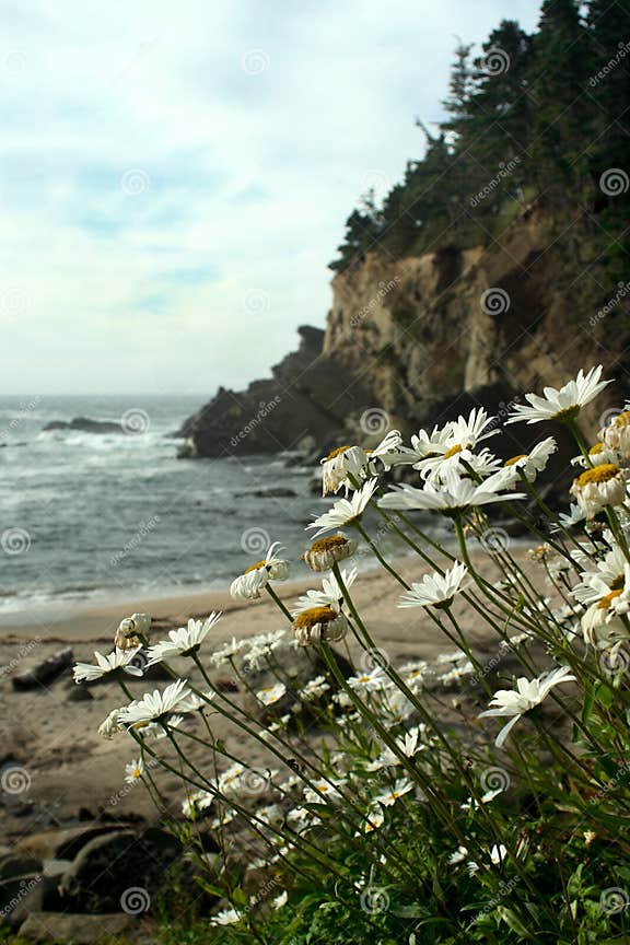 Oregon coast portraits stock photo. Image of cliffs, oregon - 6515604