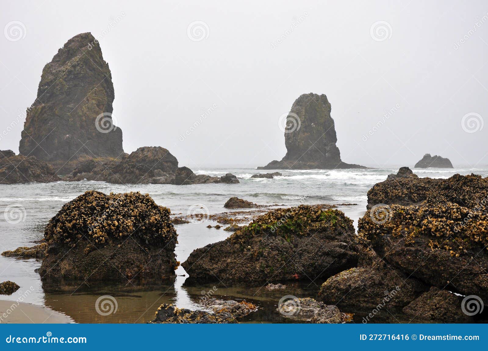 Oregon Coast scene stock photo. Image of park, towering - 272716416