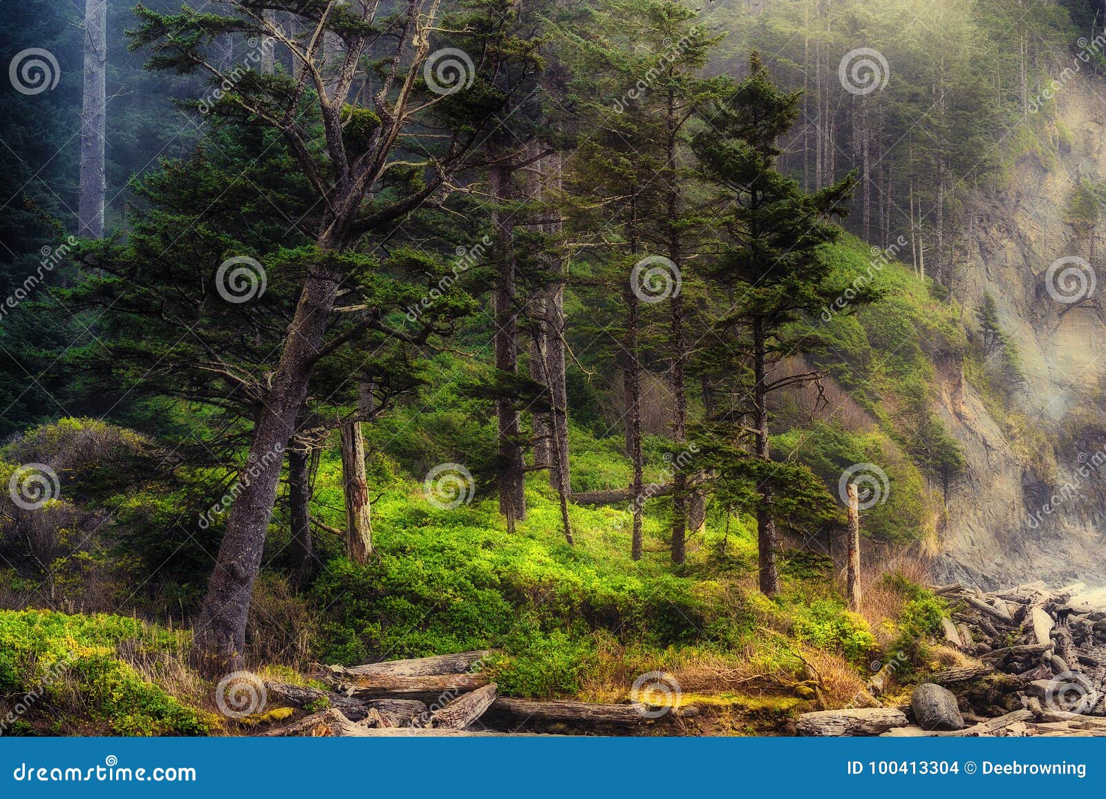 Forrest Coast Line stock photo. Image of park, woods - 100413304
