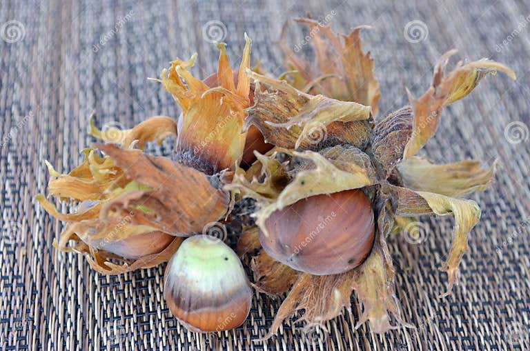 Oregon filbert (hazelnut) stock image. Image of close - 21752027