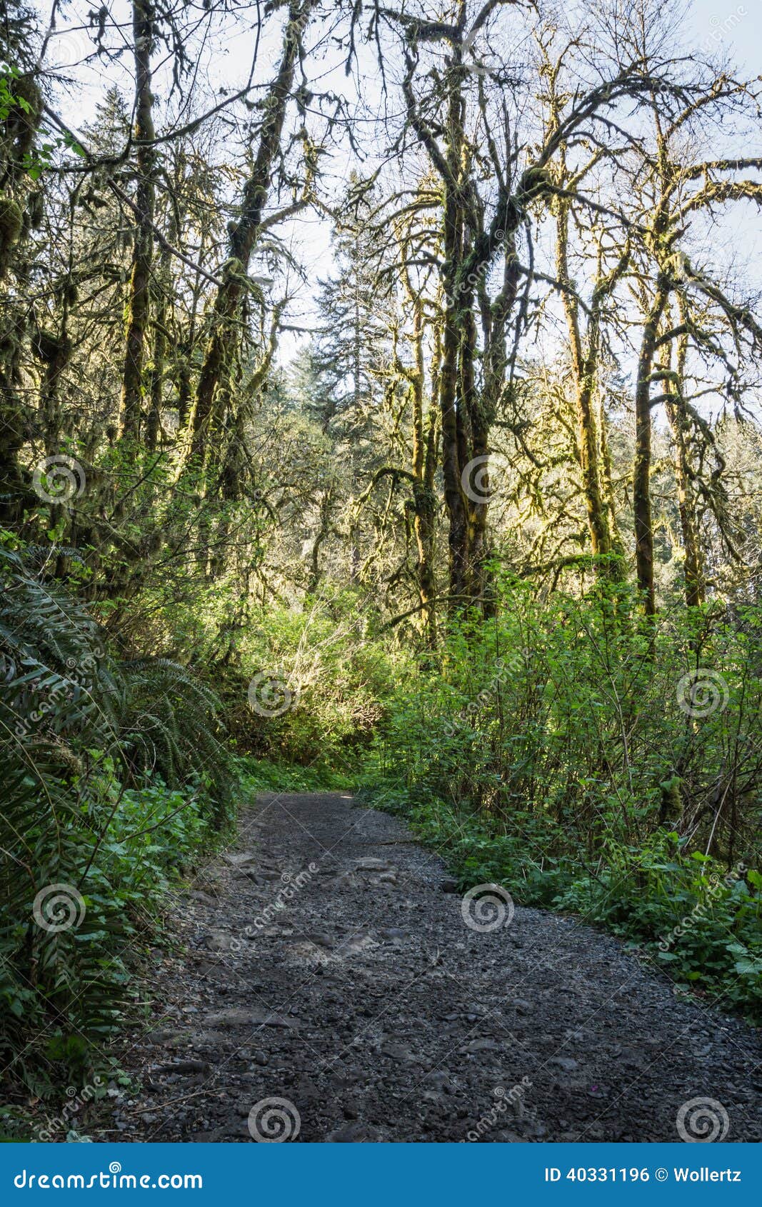 Oregon forest stock photo. Image of enchanted, park, hike - 40331196