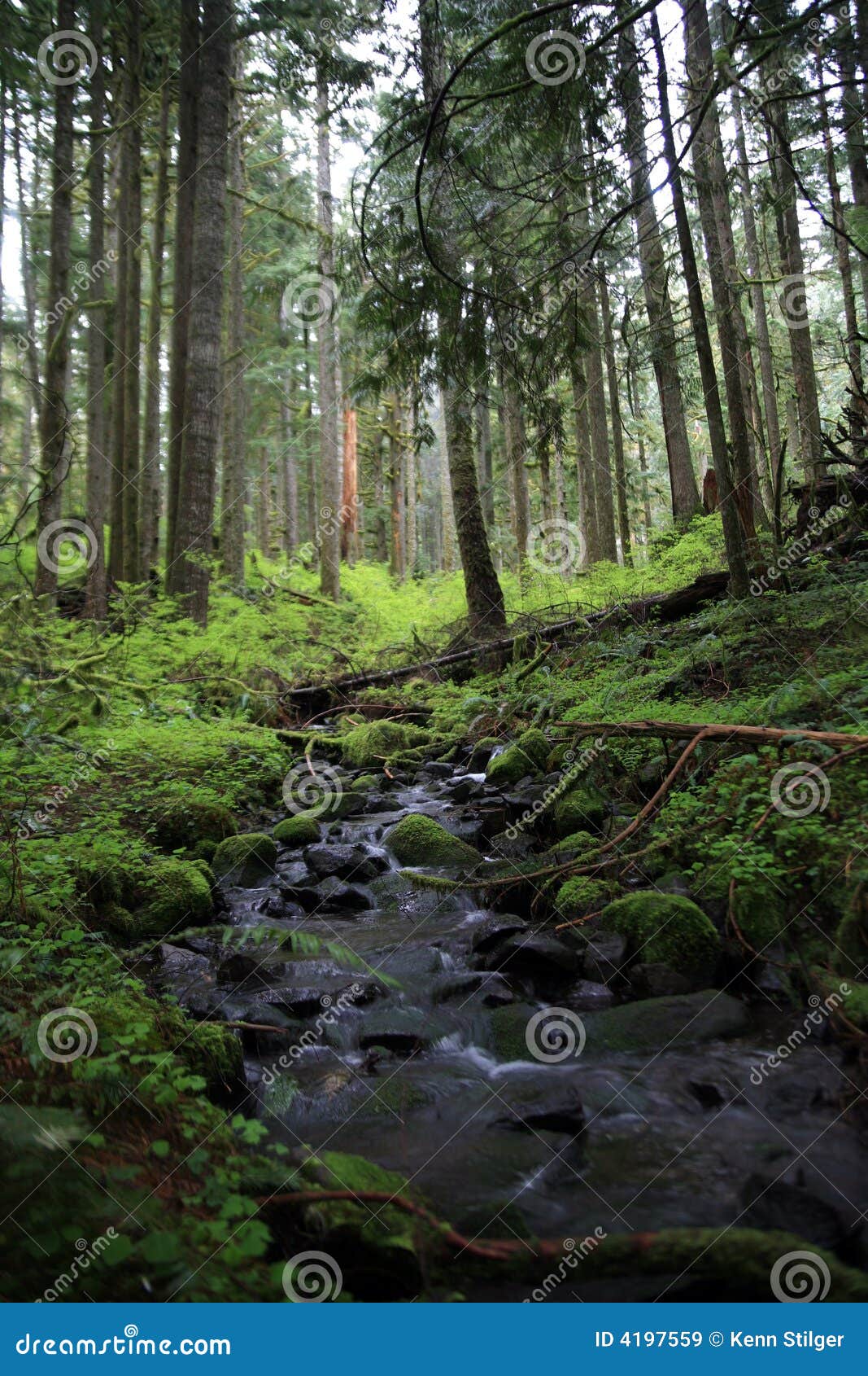 Oregon forest scene stock image. Image of wilderness, rocks - 4197559
