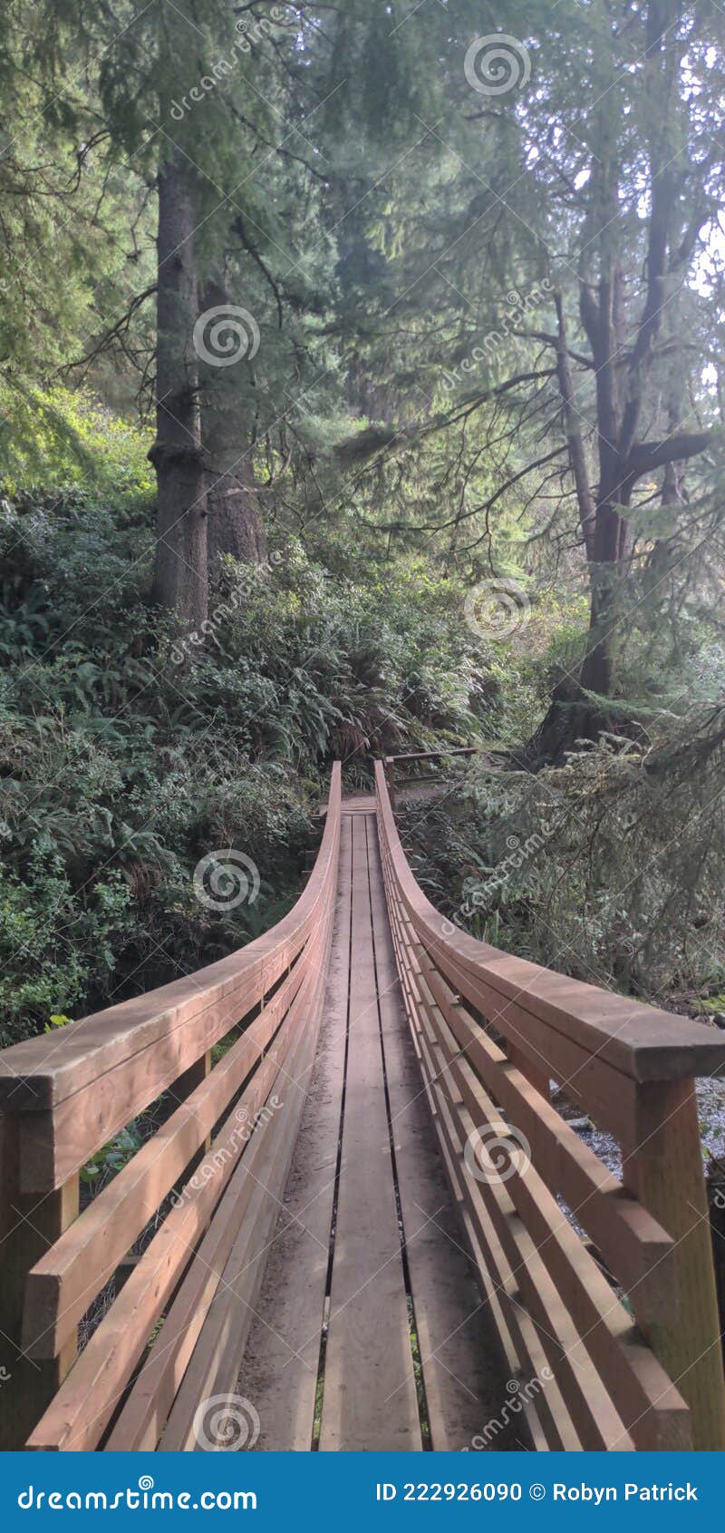 Oregon Forest Trail Bridge To the Beach Stock Photo - Image of beach ...