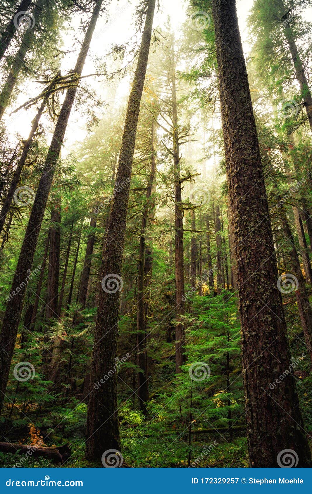 Oregon Forest, Willamette National Forest Stock Image - Image of green ...