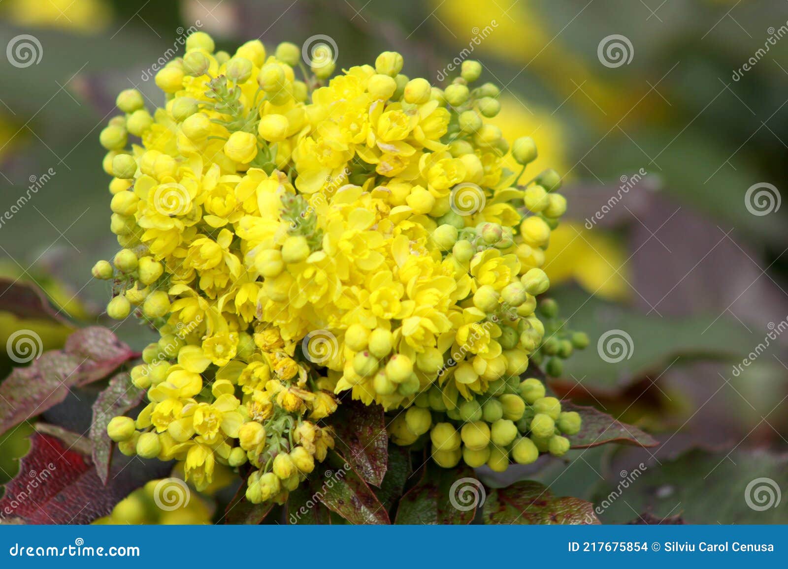 Oregon Grape in Bloom Closeup View of it Stock Photo - Image of leaf ...