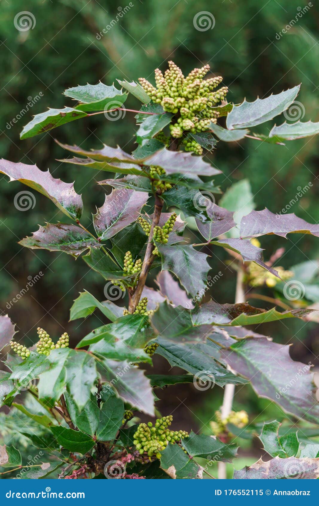 Oregon-grape Bush Green Branch in Early Spring Stock Image - Image of ...