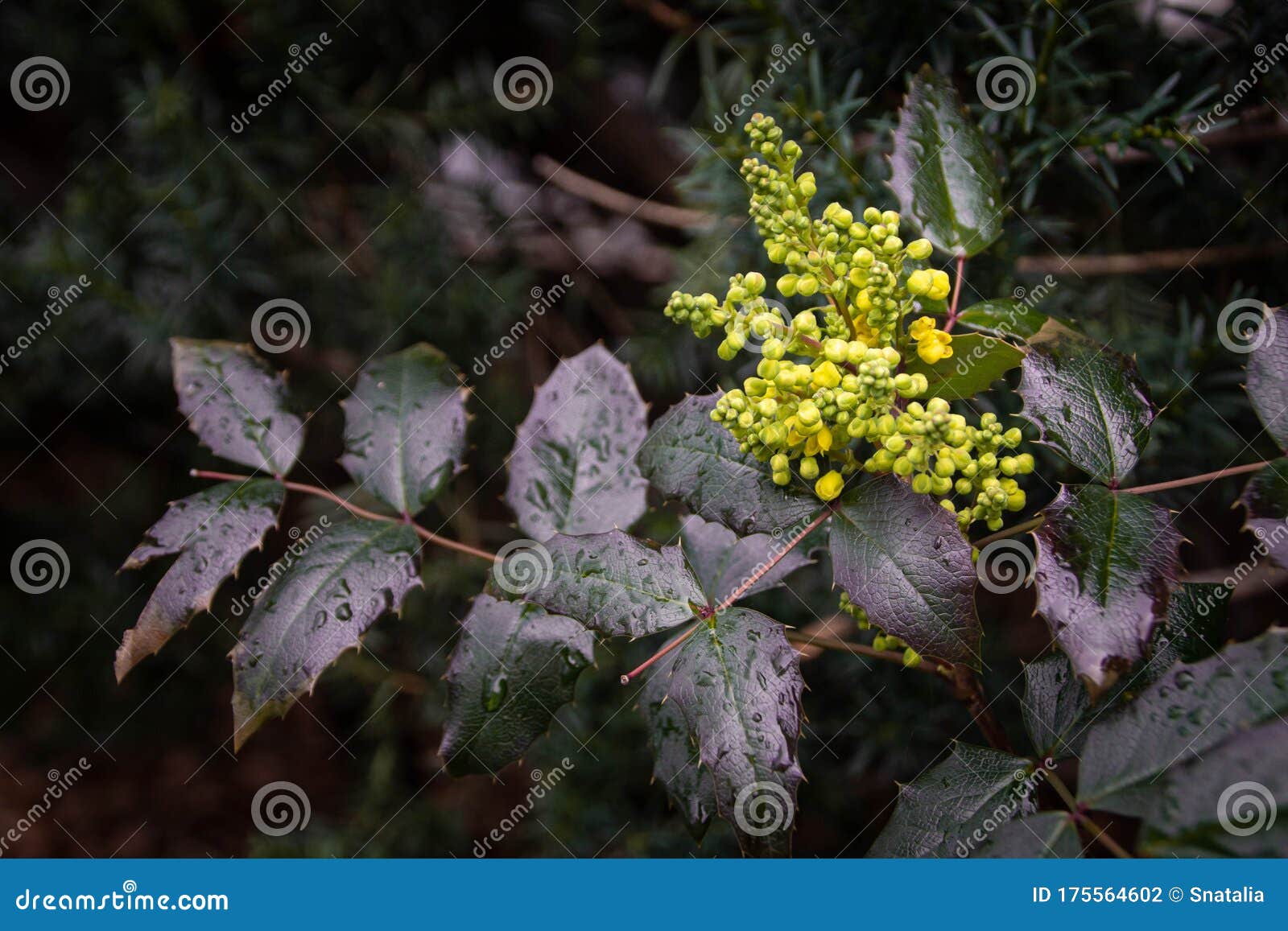 Oregon grape bush stock photo. Image of garden, berry - 175564602