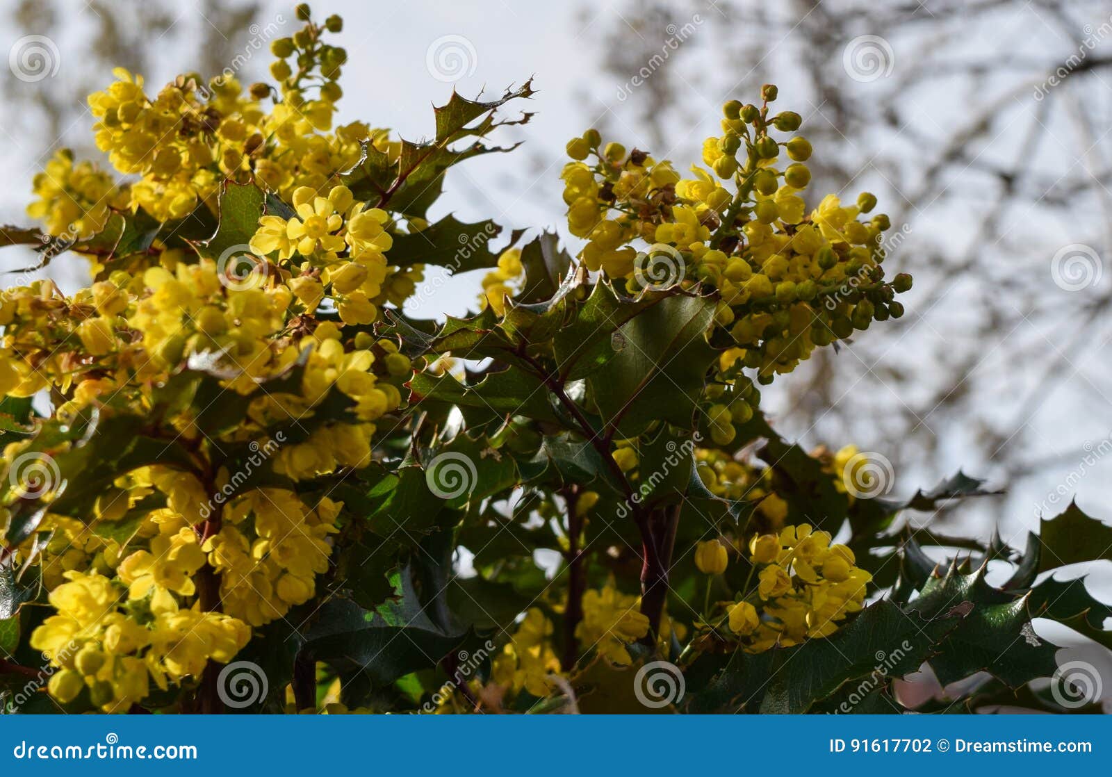 Oregon Grape Bush stock photo. Image of grape, blooming - 91617702