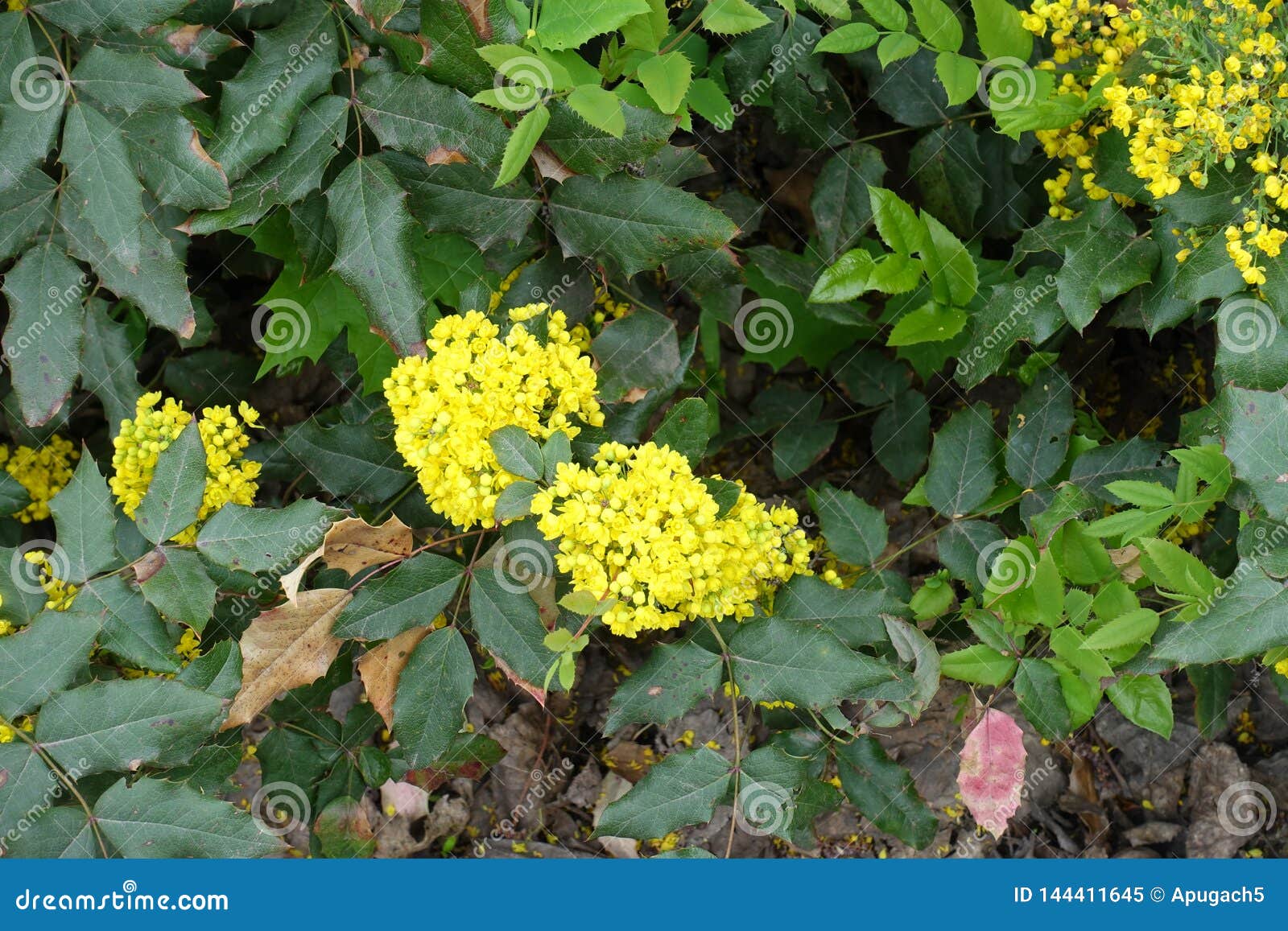 Oregon Grape in Bloom in Spring Stock Image - Image of lush, leafage ...