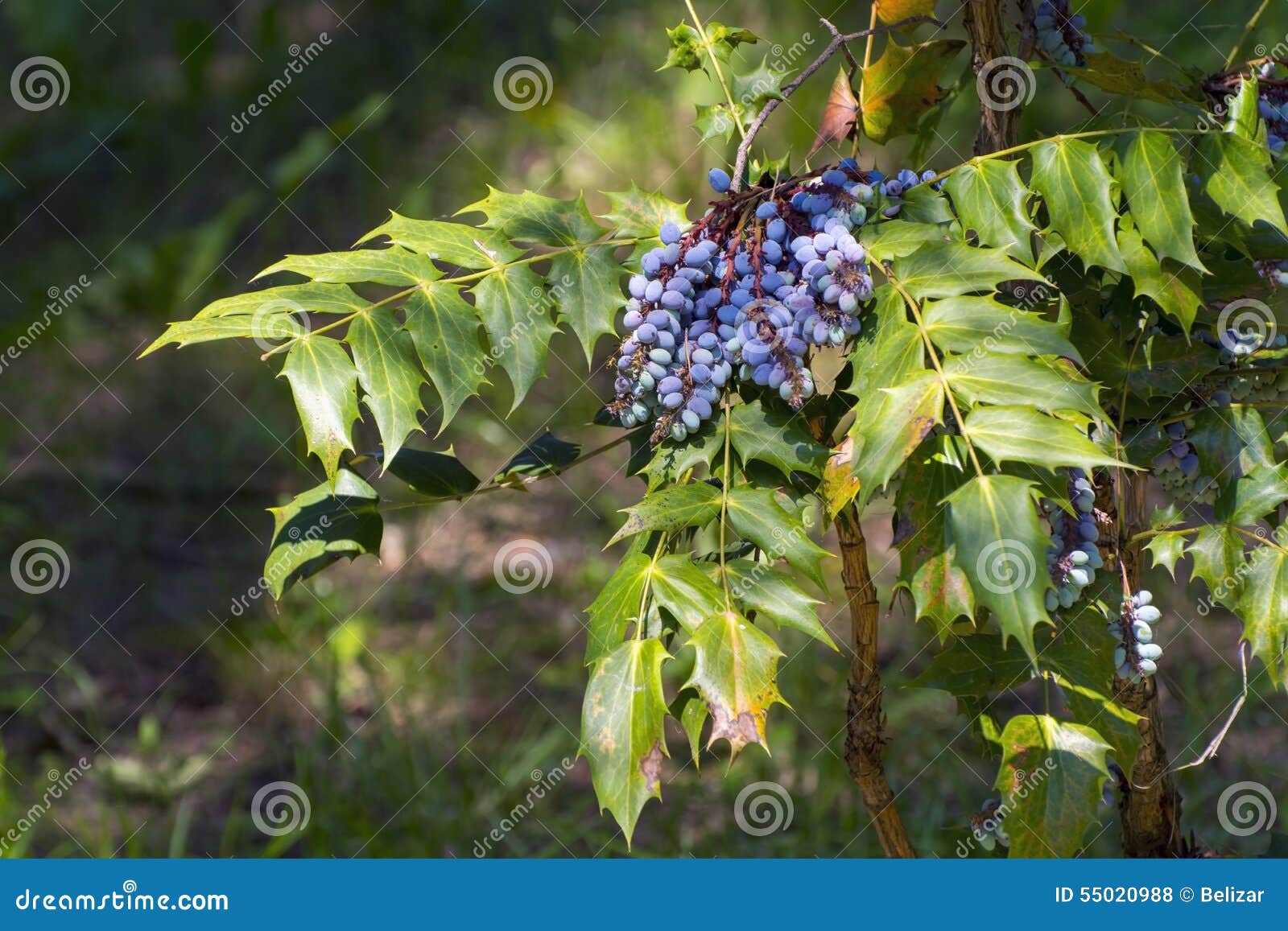 Oregon Grape (Mahonia Aquifolium) Stock Photo - Image of berry, berries ...