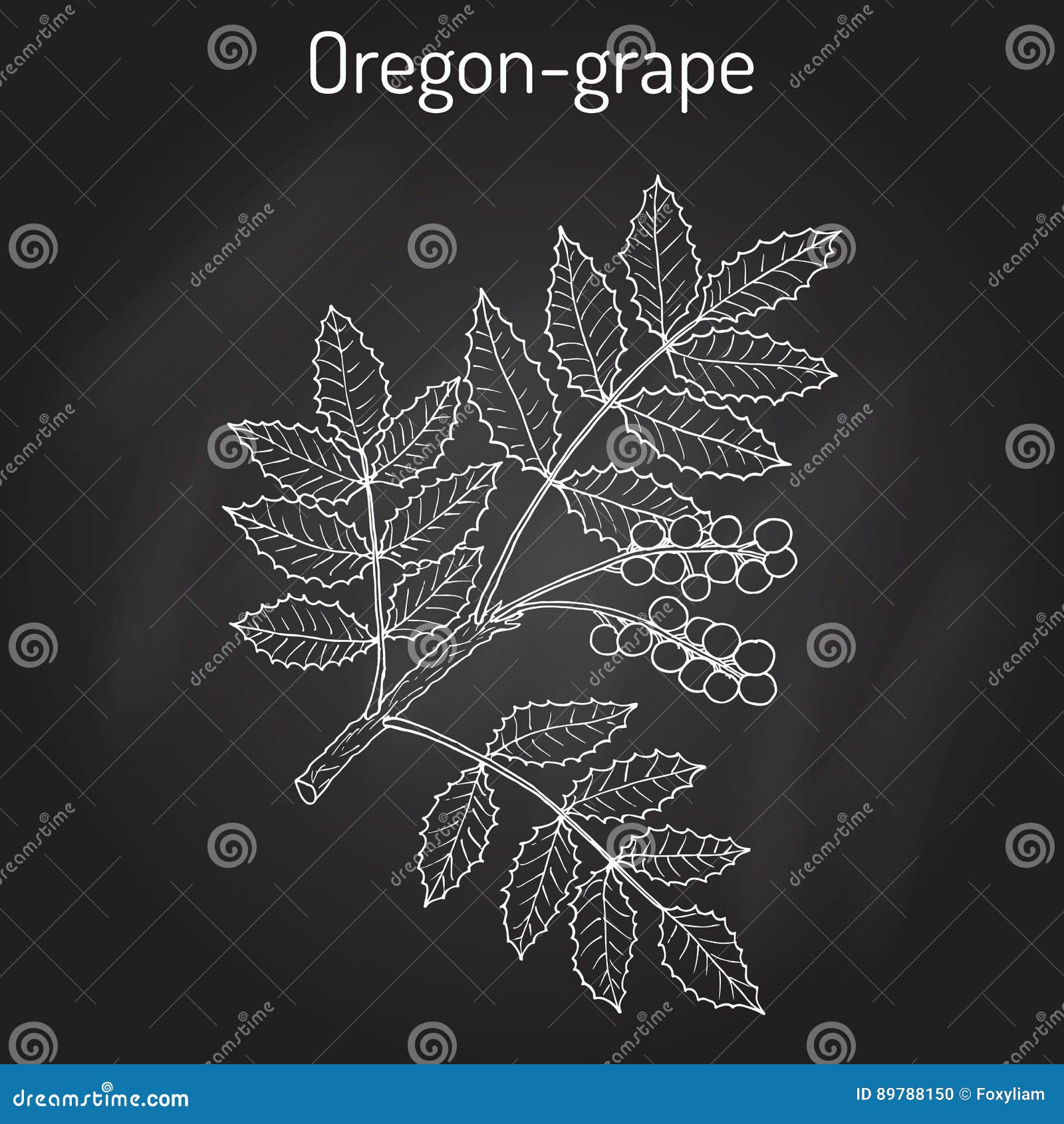 Mahonia Aquifolium Or Oregon Grape Branch With Flowers And Leaves Black ...
