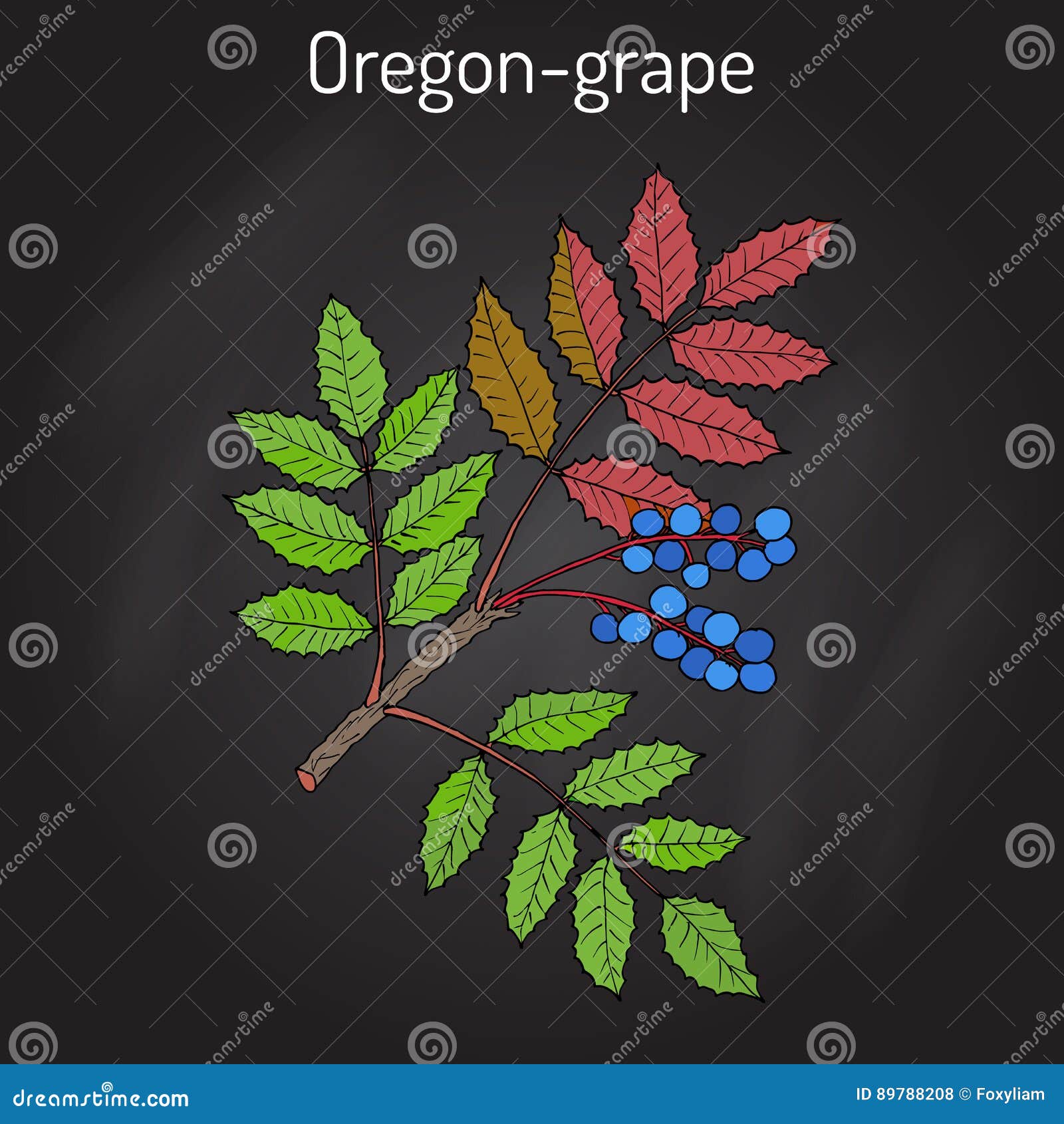 Oregon Grape Mahonia Aquifolium Stock Vector - Illustration of ...