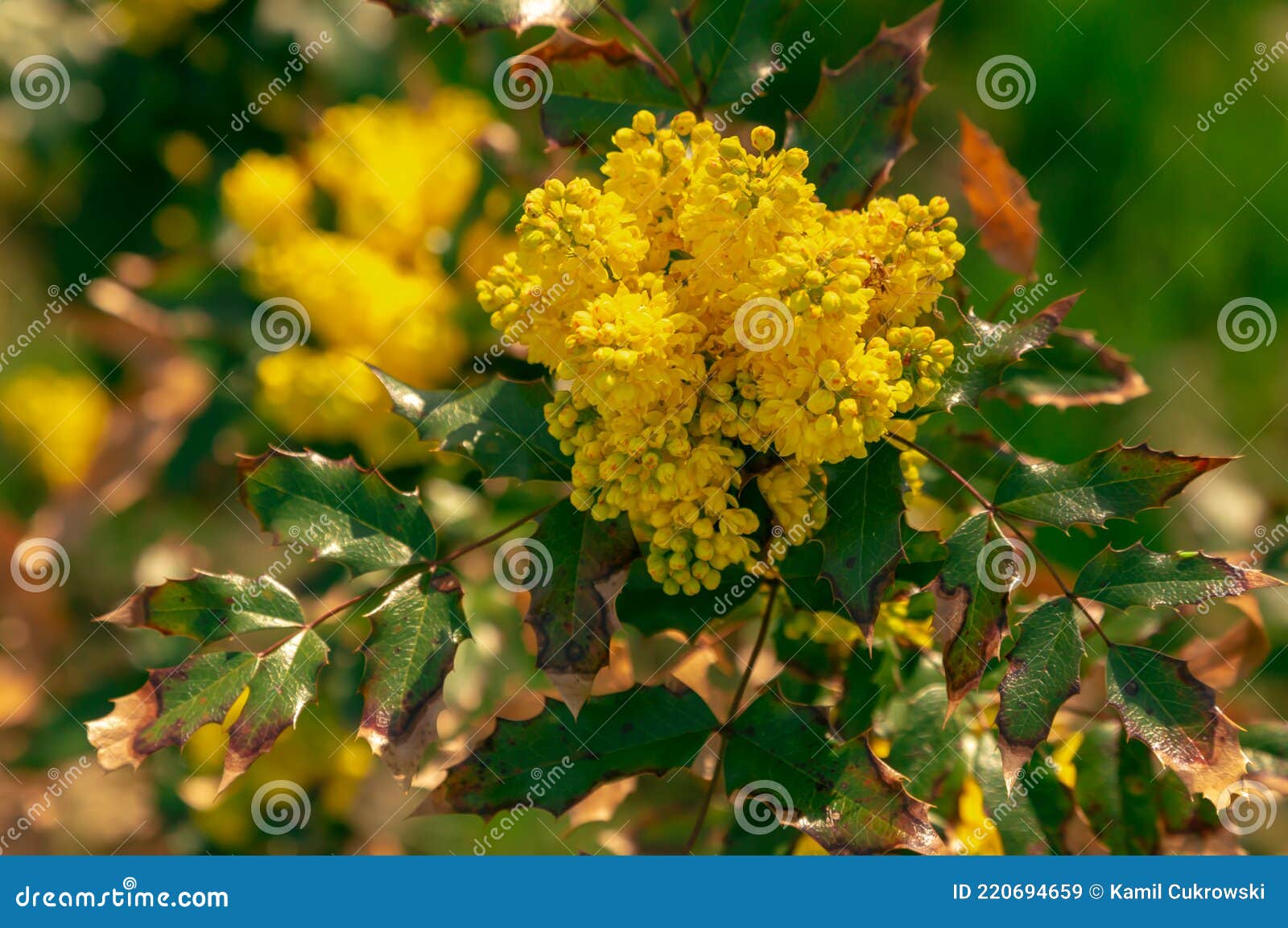 Oregon Grape, Mahonia Common Mahonia Aquifolium Stock Image - Image of ...