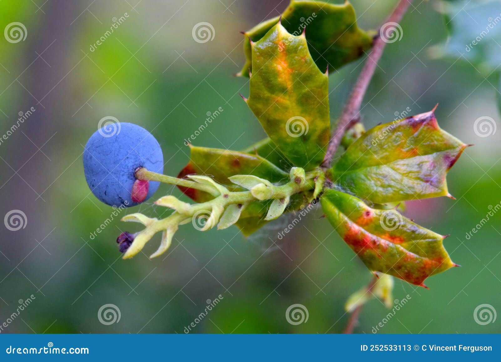 Purple Oregon Grape Berry Solo 04 Stock Image - Image of fruit, oregon ...