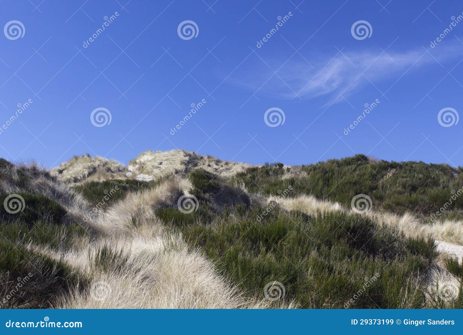 Oregon Grassy Beach Dune Blue Sky Stock Image - Image of coast ...