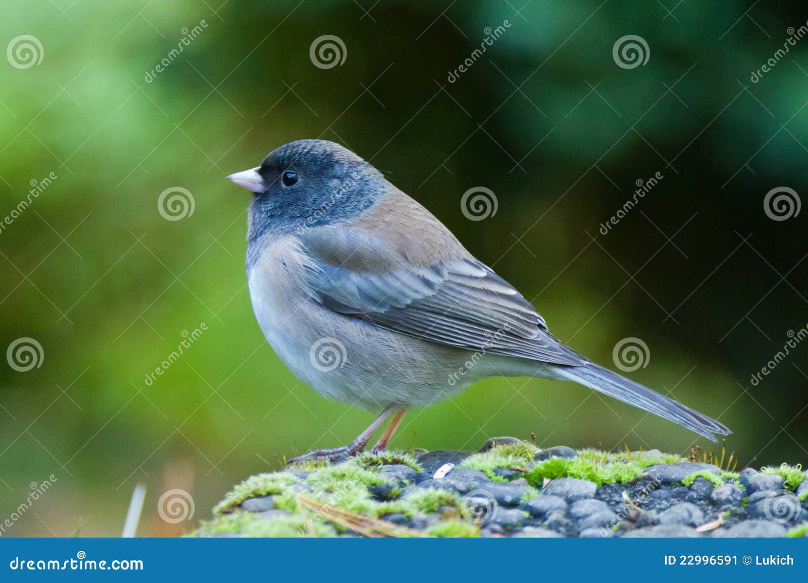 Oregon Junco stock image. Image of outdoors, life, color - 22996591