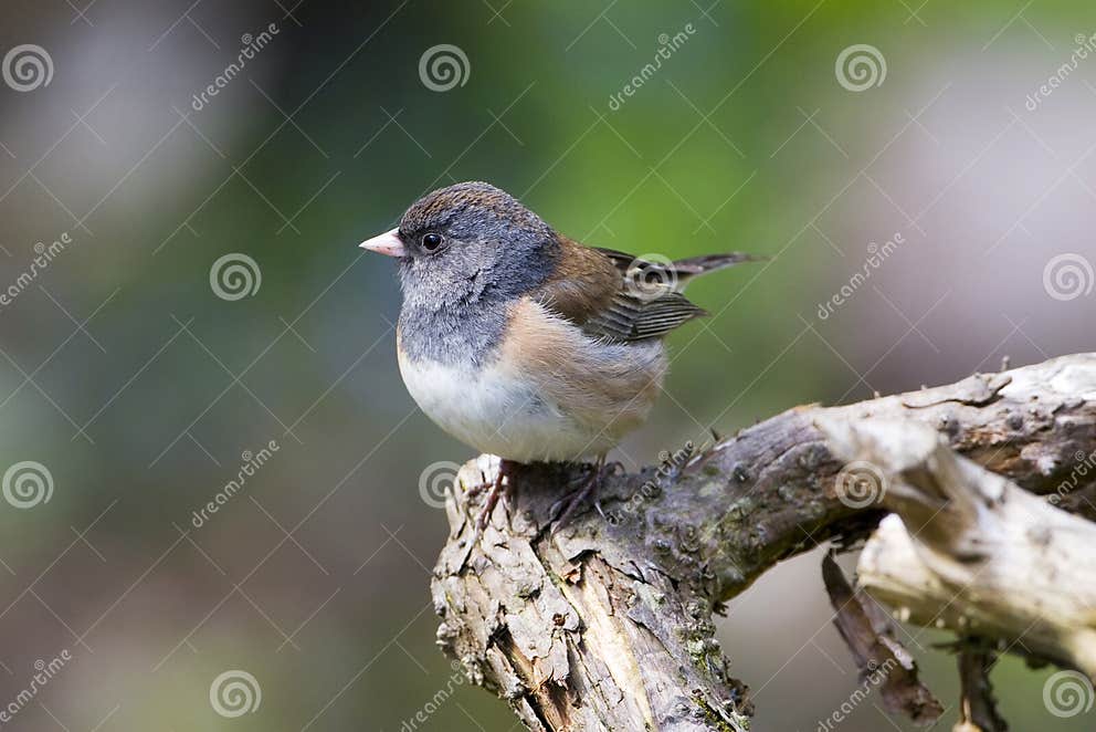 Oregon Junco stock image. Image of nature, eyed, avian - 5179805