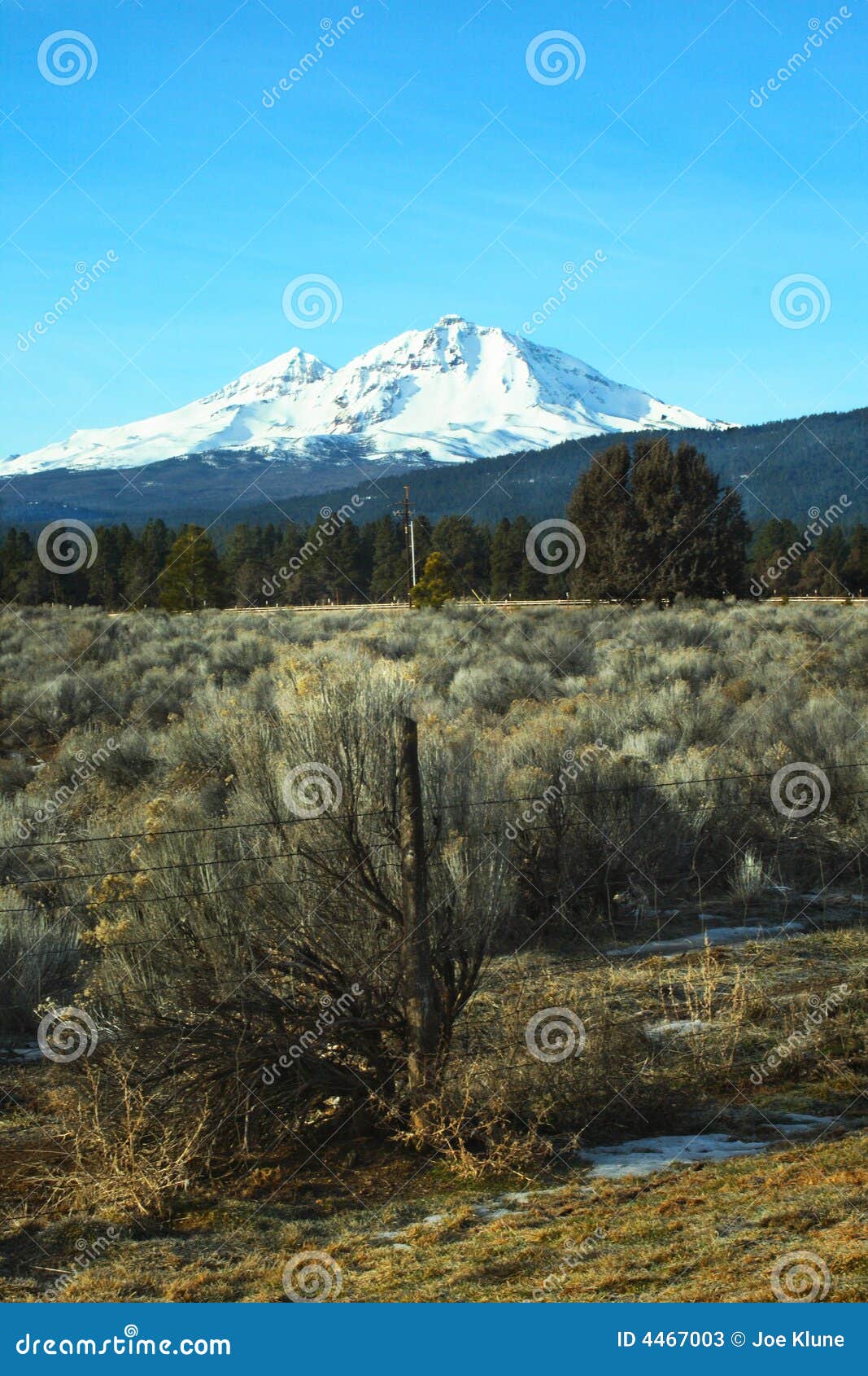Oregon portraits stock image. Image of nature, forest - 4467003