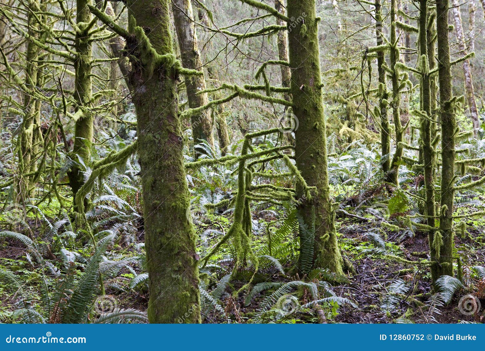 Oregon rain forest stock photo. Image of forest, floor - 12860752
