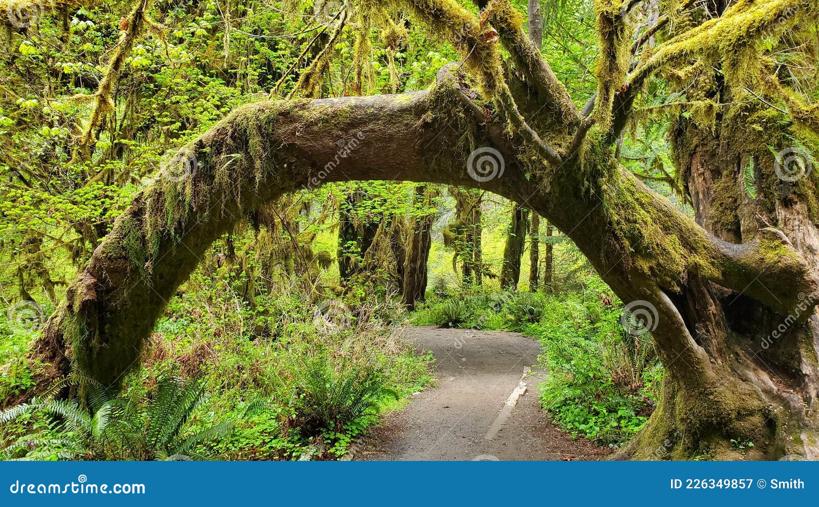 Oregon rainforest tree stock image. Image of woodland - 226349857