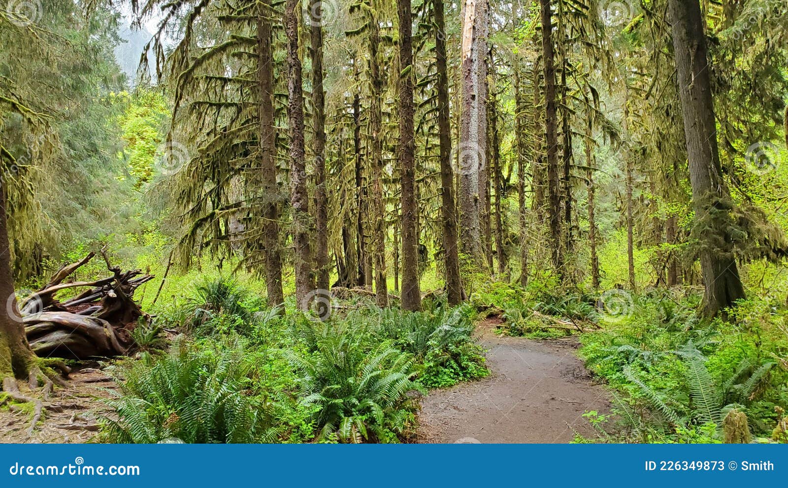 Oregon Rainforest Trees Trails Stock Image - Image of rainforest ...