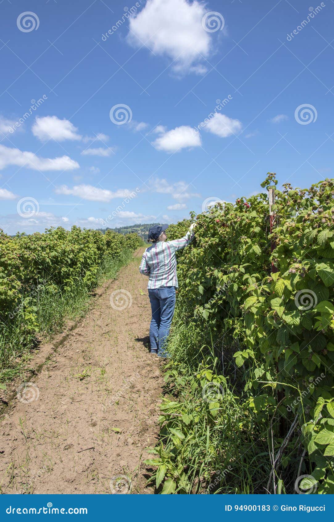 Oregon Raspberry Farms U-pick. Stock Image - Image of metal, soil: 94900183