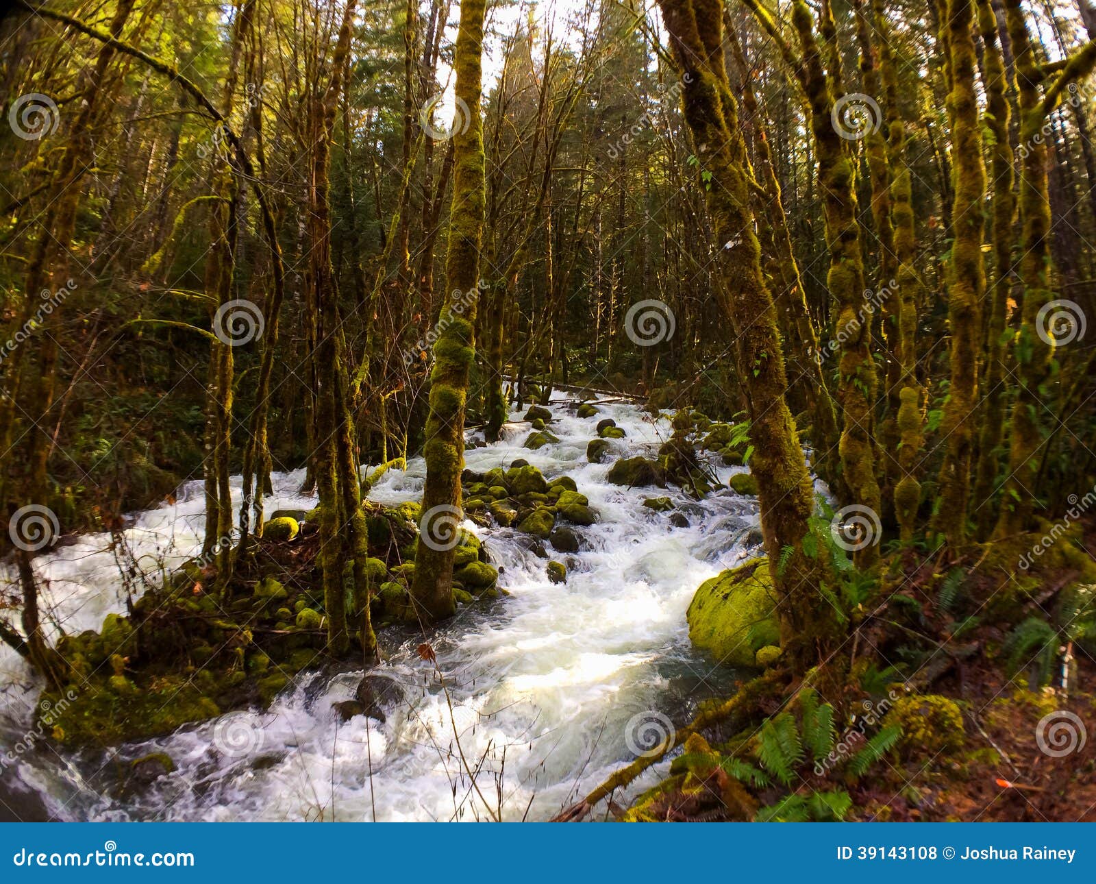 Oregon River Landscape stock photo. Image of flowing - 39143108