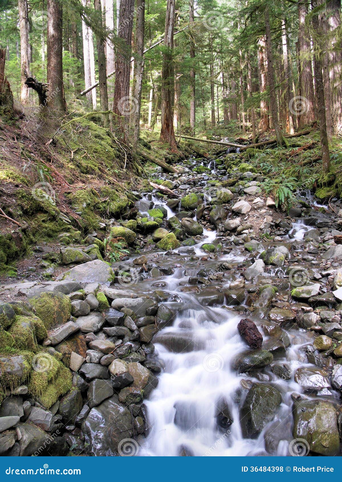 Oregon State Forest stock photo. Image of park, autumn - 36484398