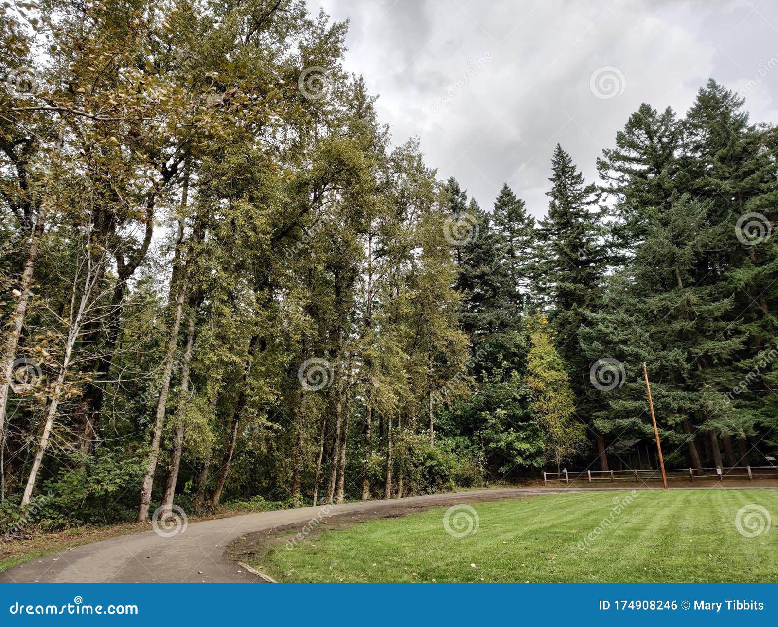 Oregon tree line stock photo. Image of winter, nature - 174908246