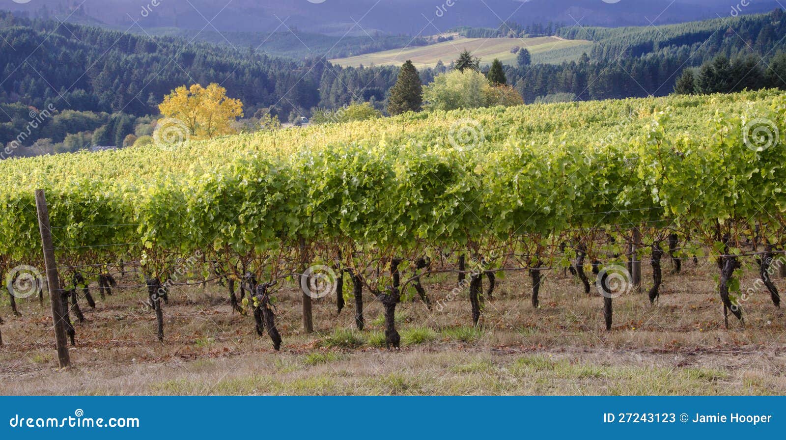 Oregon vineyard panorama stock image. Image of vine, close - 27243123