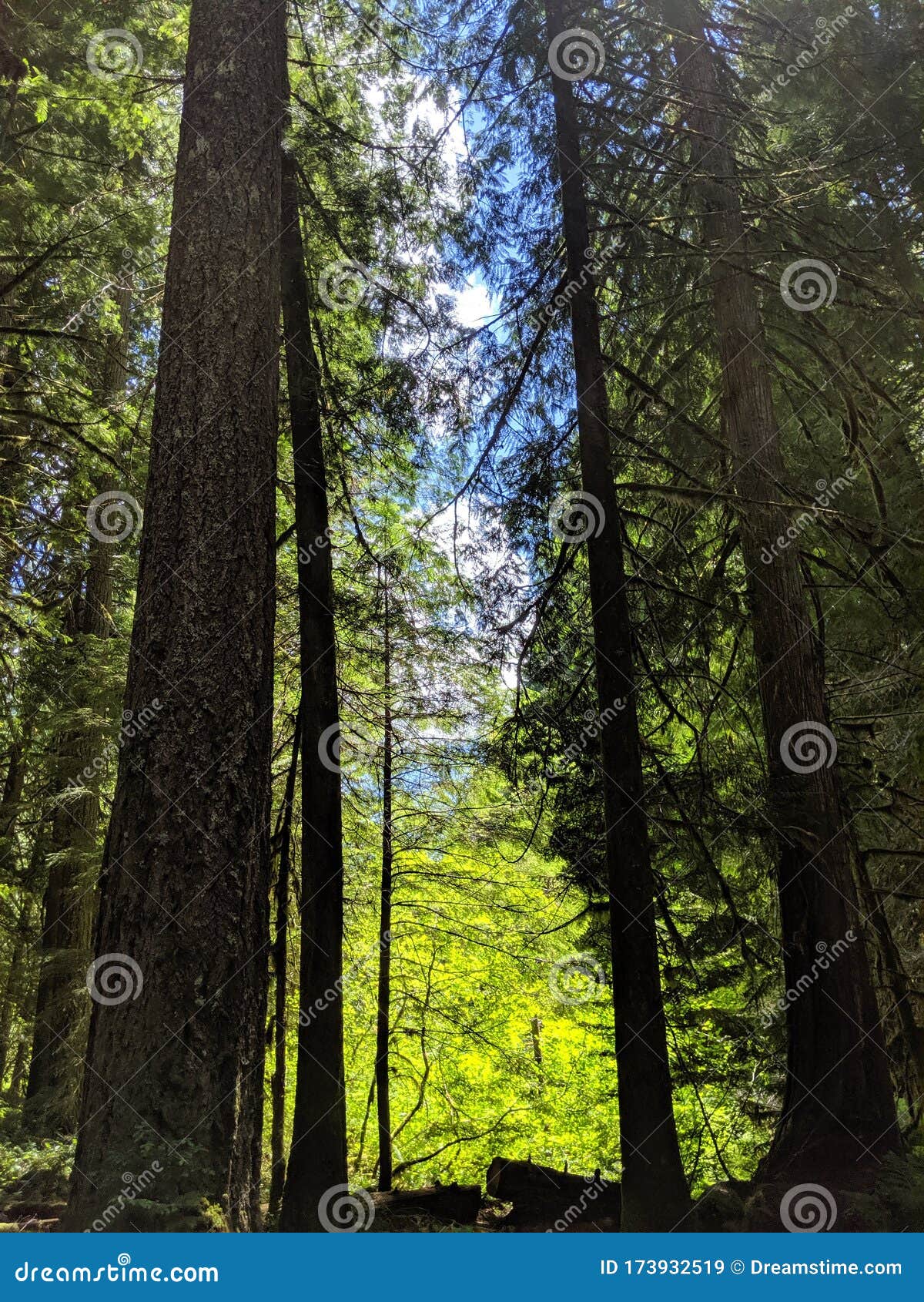 Oregon Walking Trail stock image. Image of trees, trail - 173932519