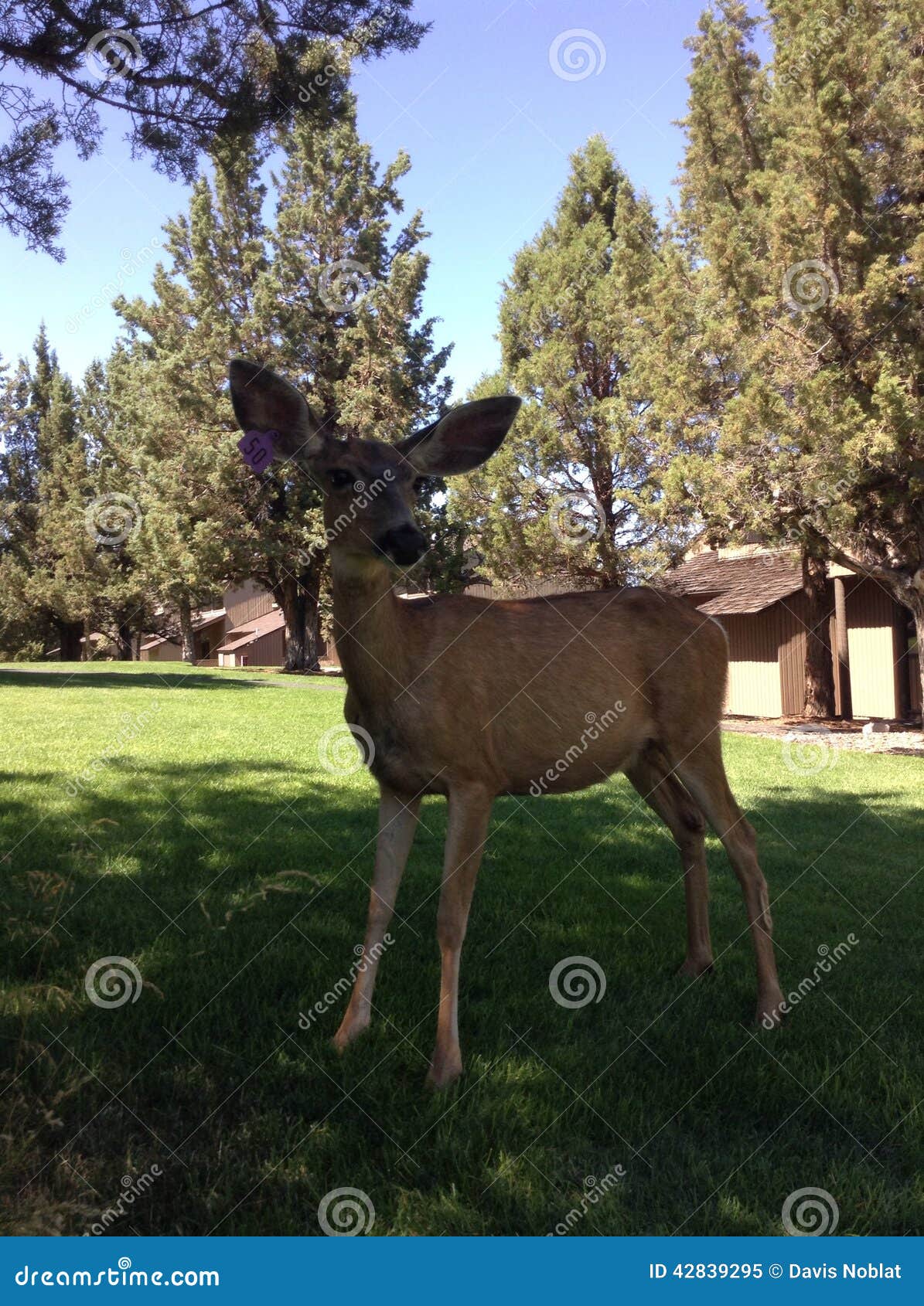 Oregonian deer stock image. Image of eagle, redmond, crest - 42839295