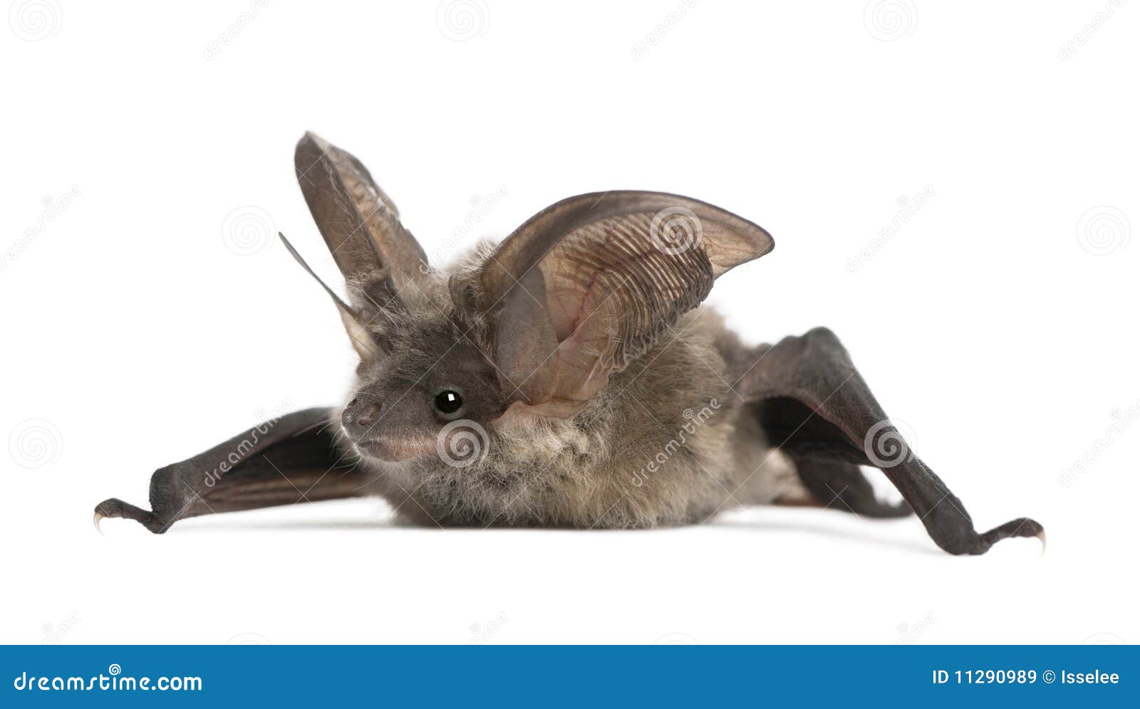 Oreillard Gris, Sur Le Fond Blanc Image stock - Image du indoors ...