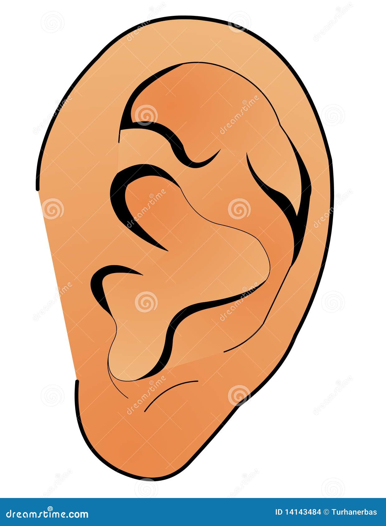 Oreille humaine illustration de vecteur. Illustration du isolement ...