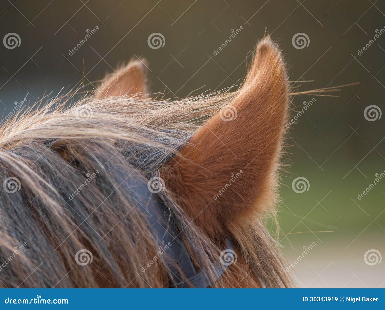 Oreilles de cheval image stock. Image du cheval, oreilles - 30343919