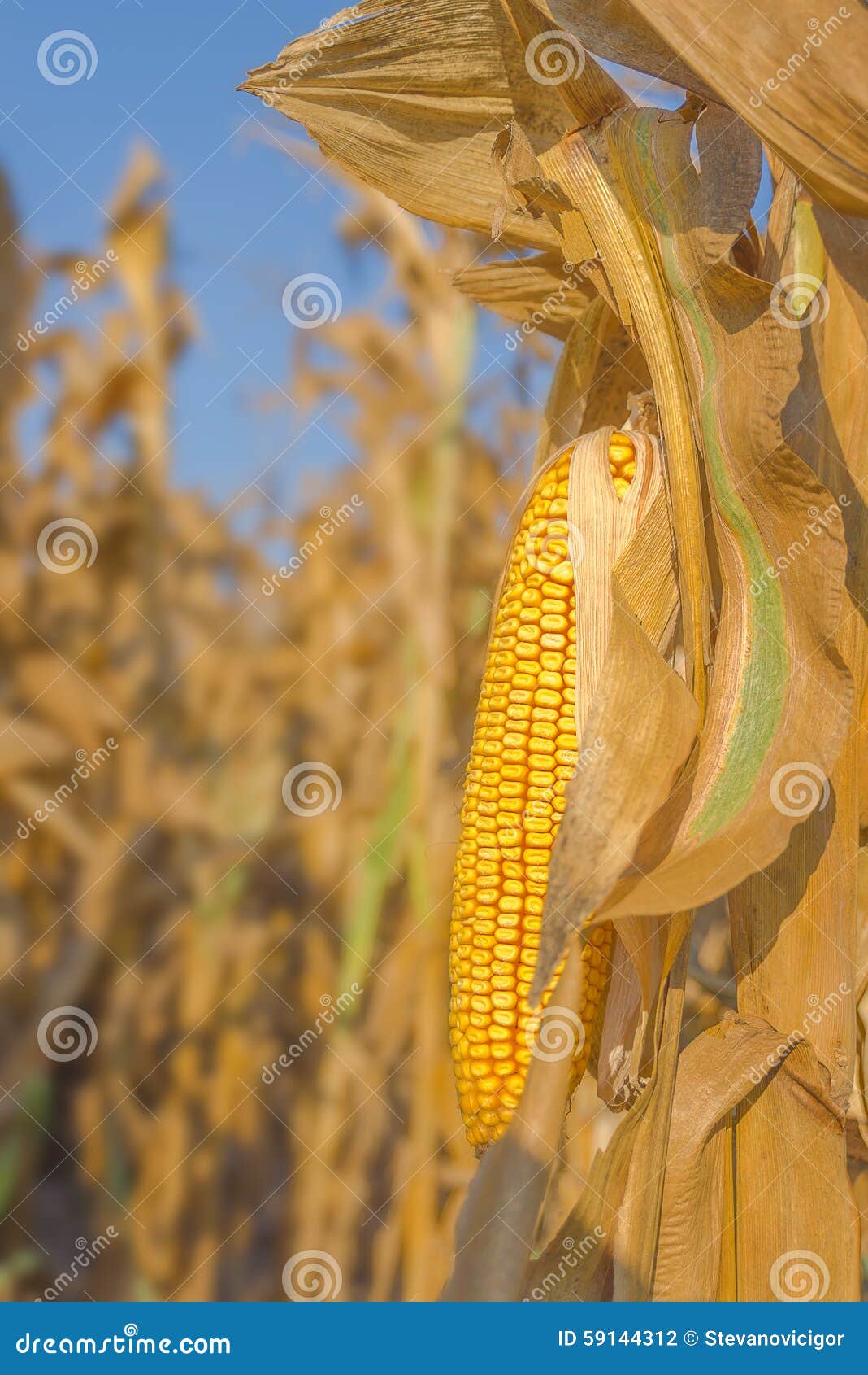 Orelha De Milho Do Milho Na Haste Foto de Stock - Imagem de cultivo ...