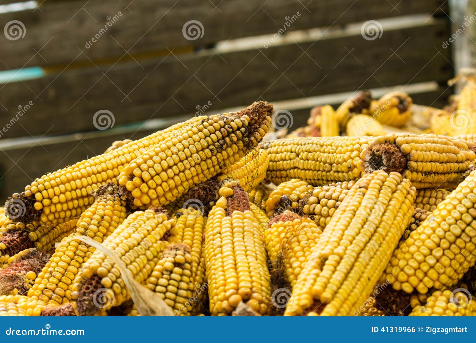 Orelhas Do Milho Ou Do Milho Secado Foto de Stock - Imagem de ...