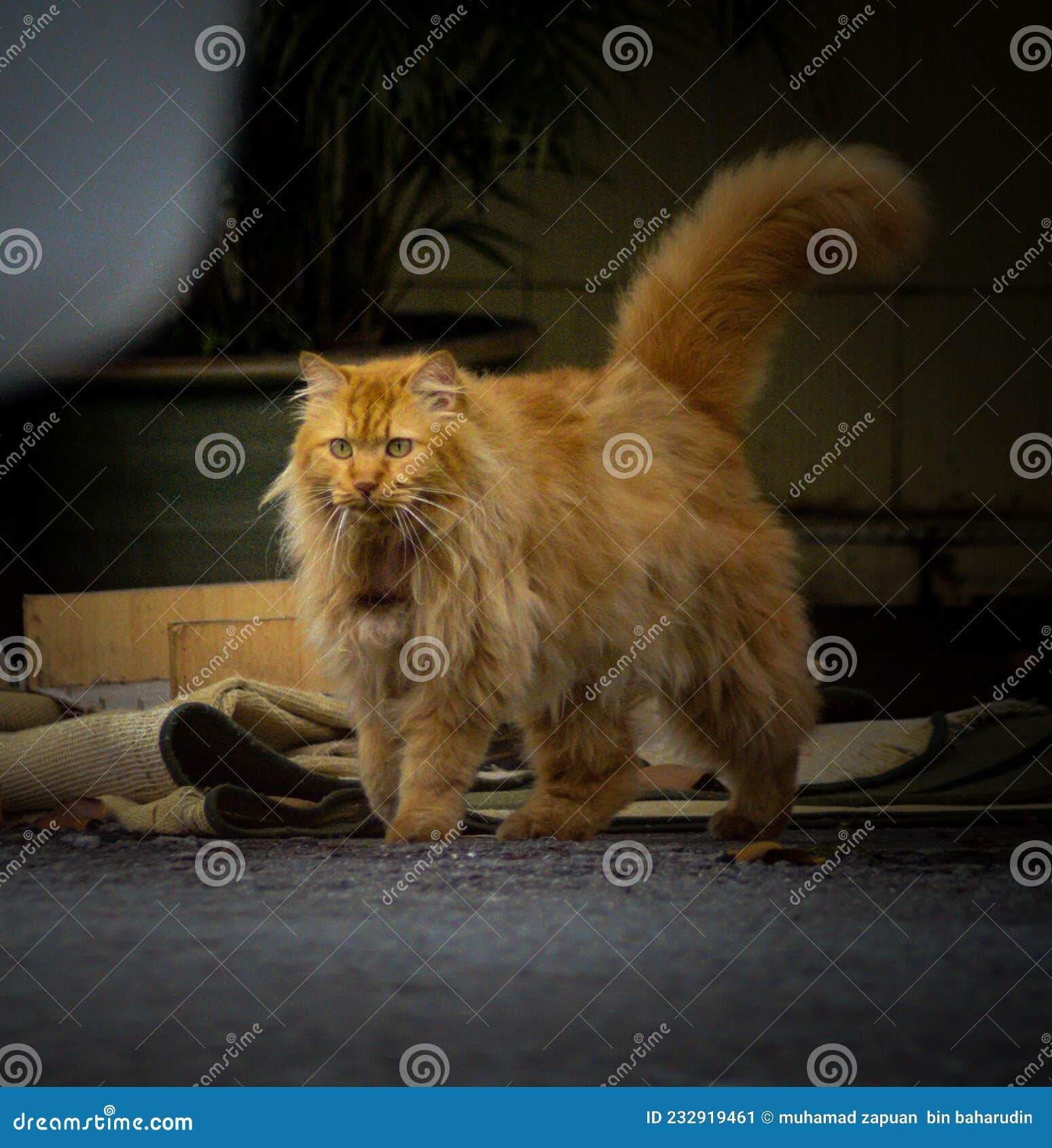 Oren Cat Walking on the Street Stock Image - Image of wildcat ...